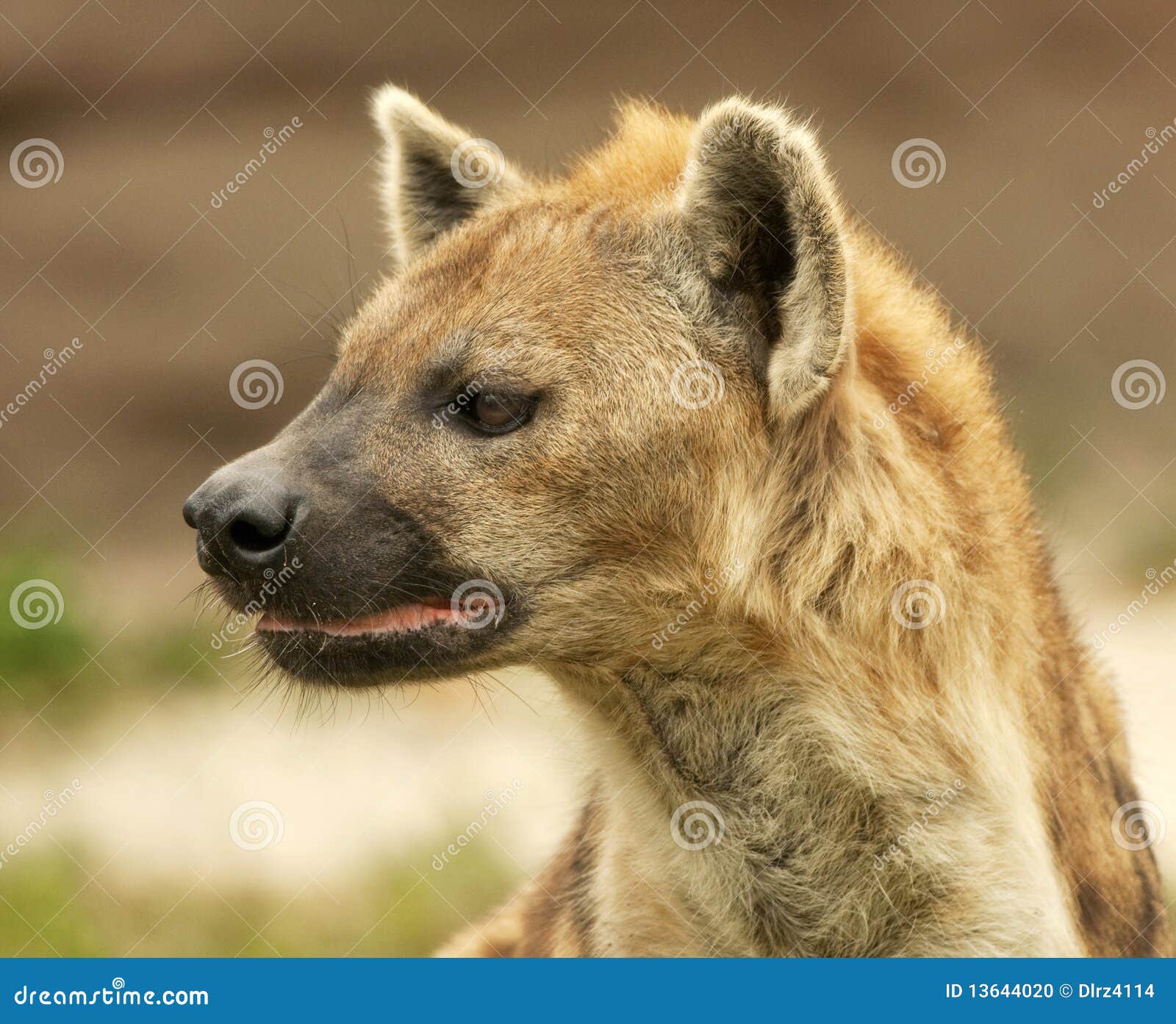 Hyena Profile stock photo. Image of eyes, hyena, nature - 13644020