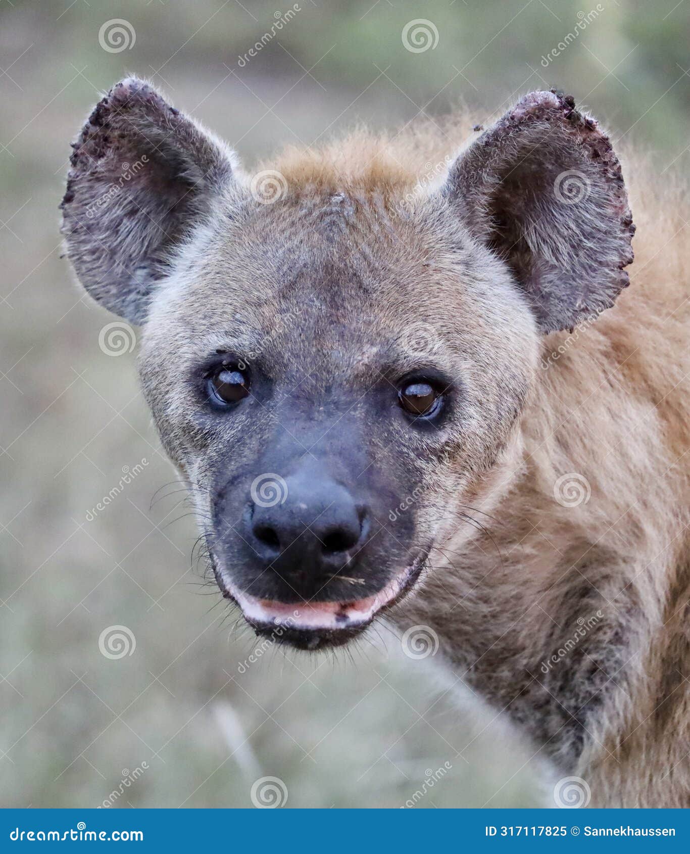 Hyena stock image. Image of hyena, safari, wildlife - 317117825