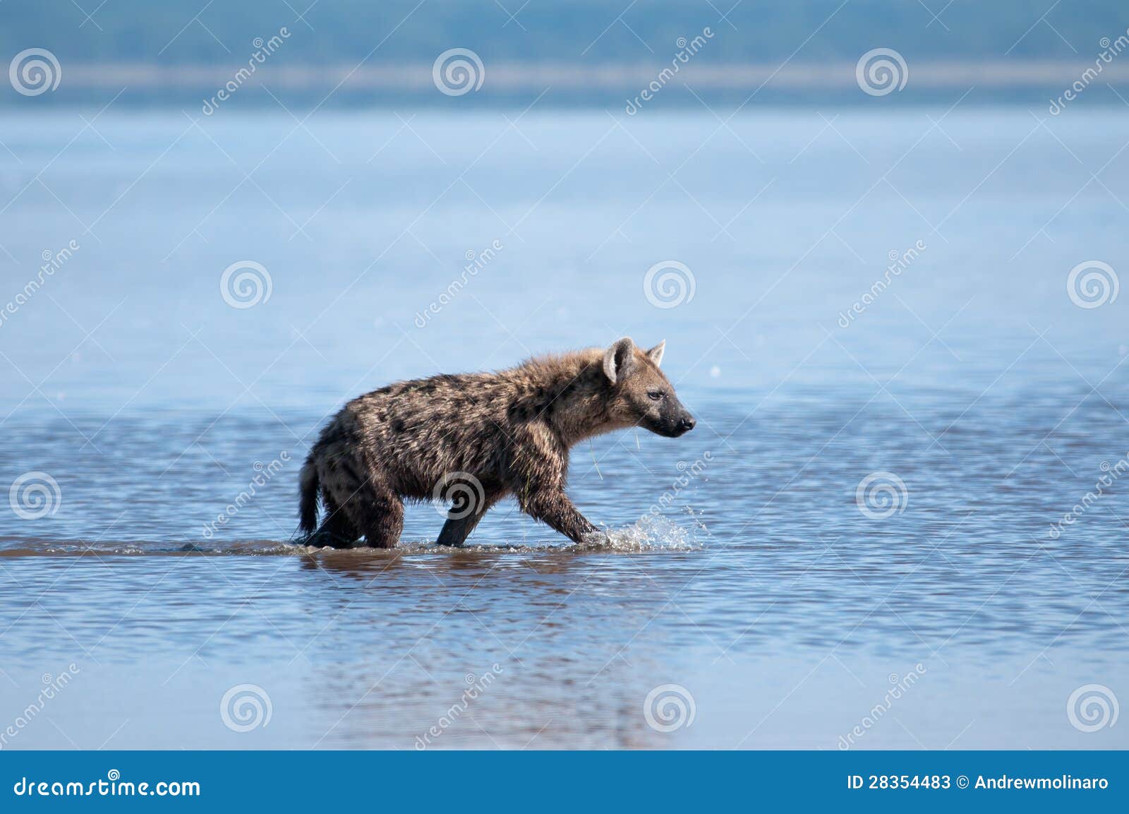 Hyena on the prowl stock image. Image of predator, safari - 28354483