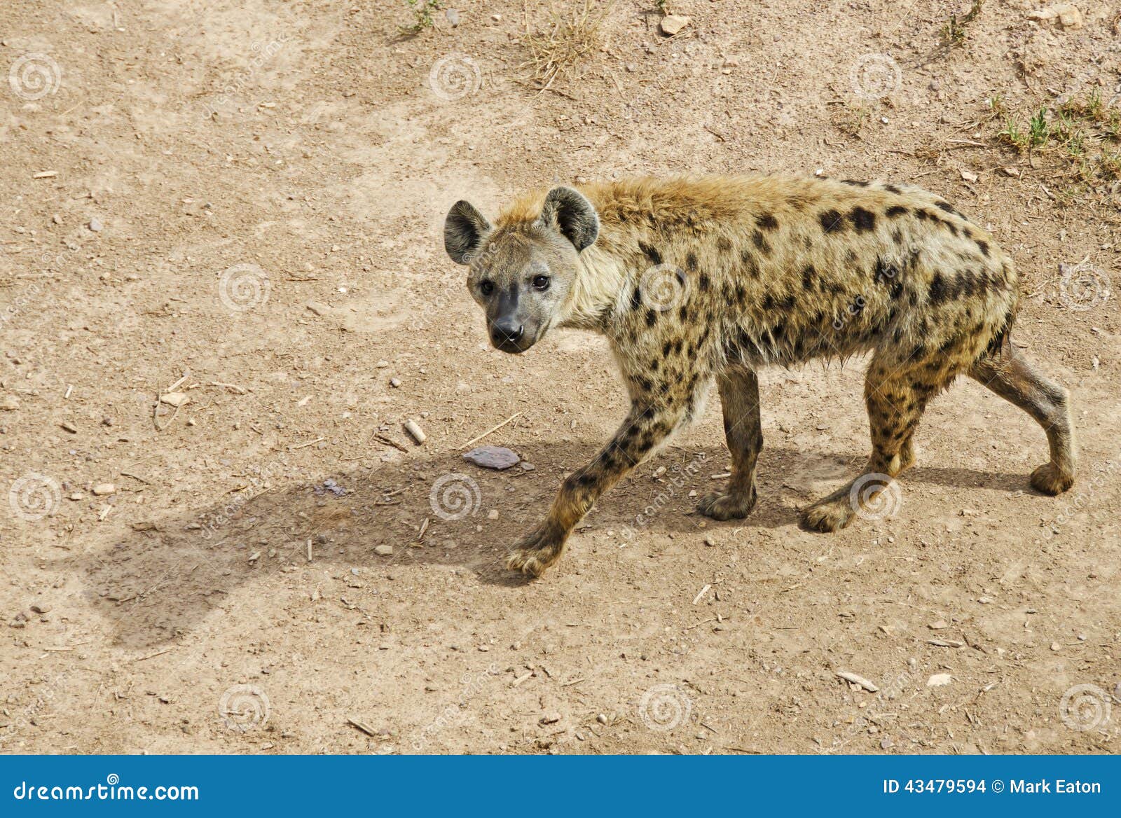 Hyena stock photo. Image of prowl, creature, hair, animal - 43479594