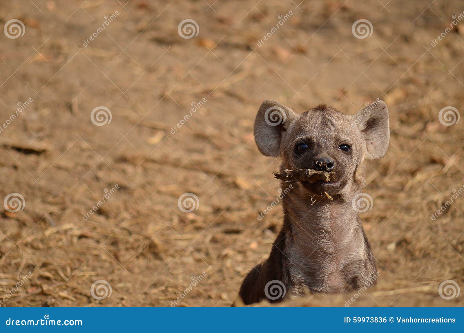 Hyena Pup Playing with a Stick Stock Photo - Image of national, hunter ...