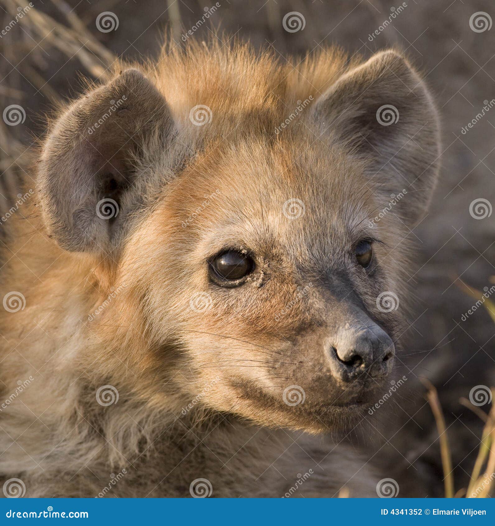 Hyena puppy stock photo. Image of nature, alert, wildlife - 4341352