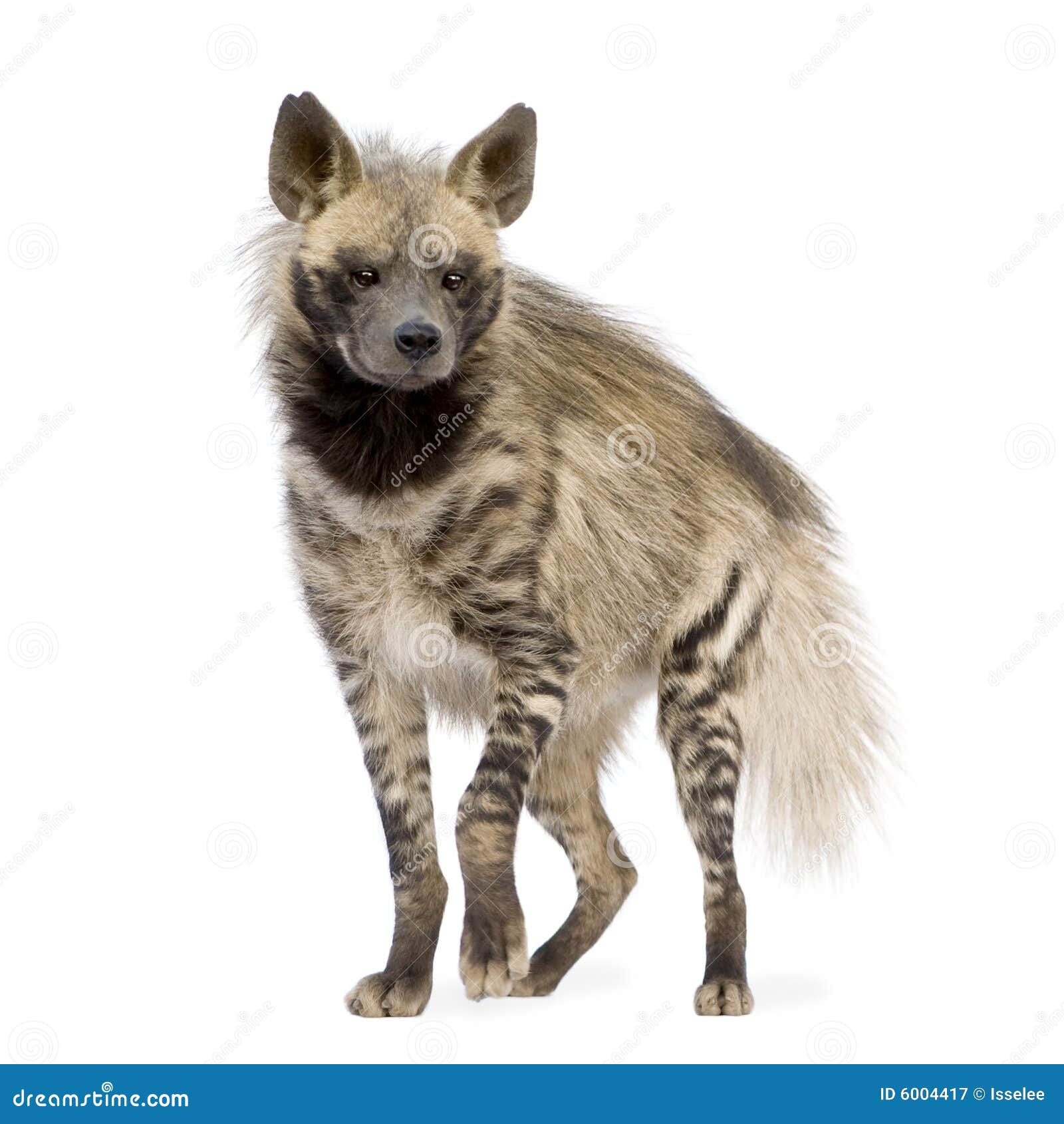 Hyena Rayado - Hyaena De Hyaena Imagen de archivo - Imagen de tiro ...