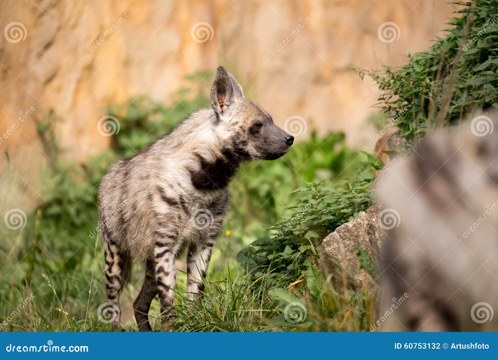 Hyena Rayado (hyaena De Hyaena) Foto de archivo - Imagen de prado ...