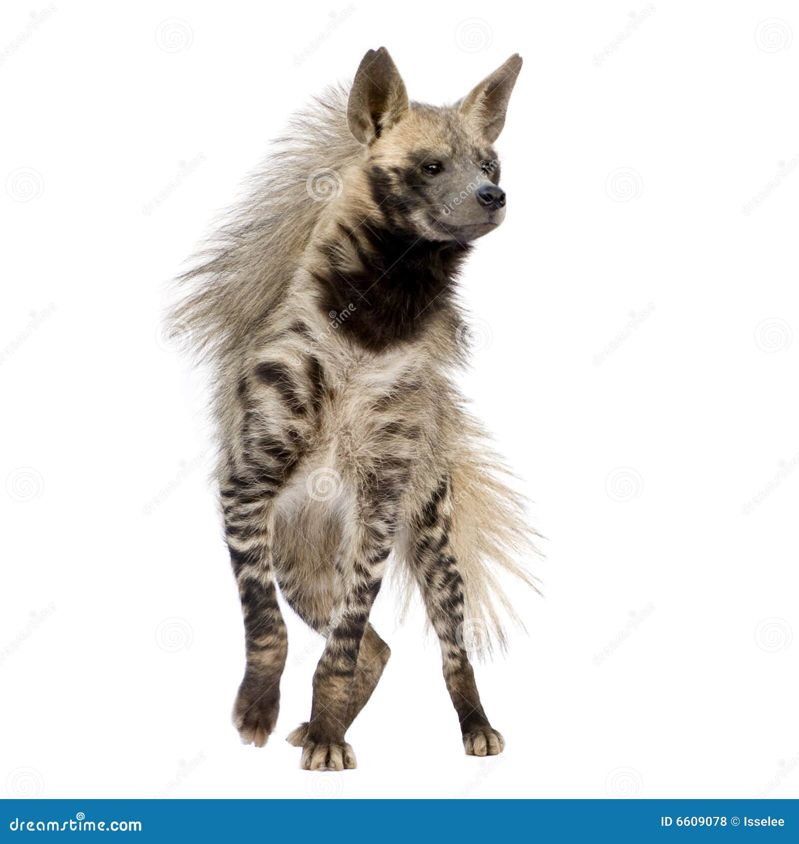 Hyena Rayado - Hyaena De Hyaena Foto de archivo - Imagen de perrito ...