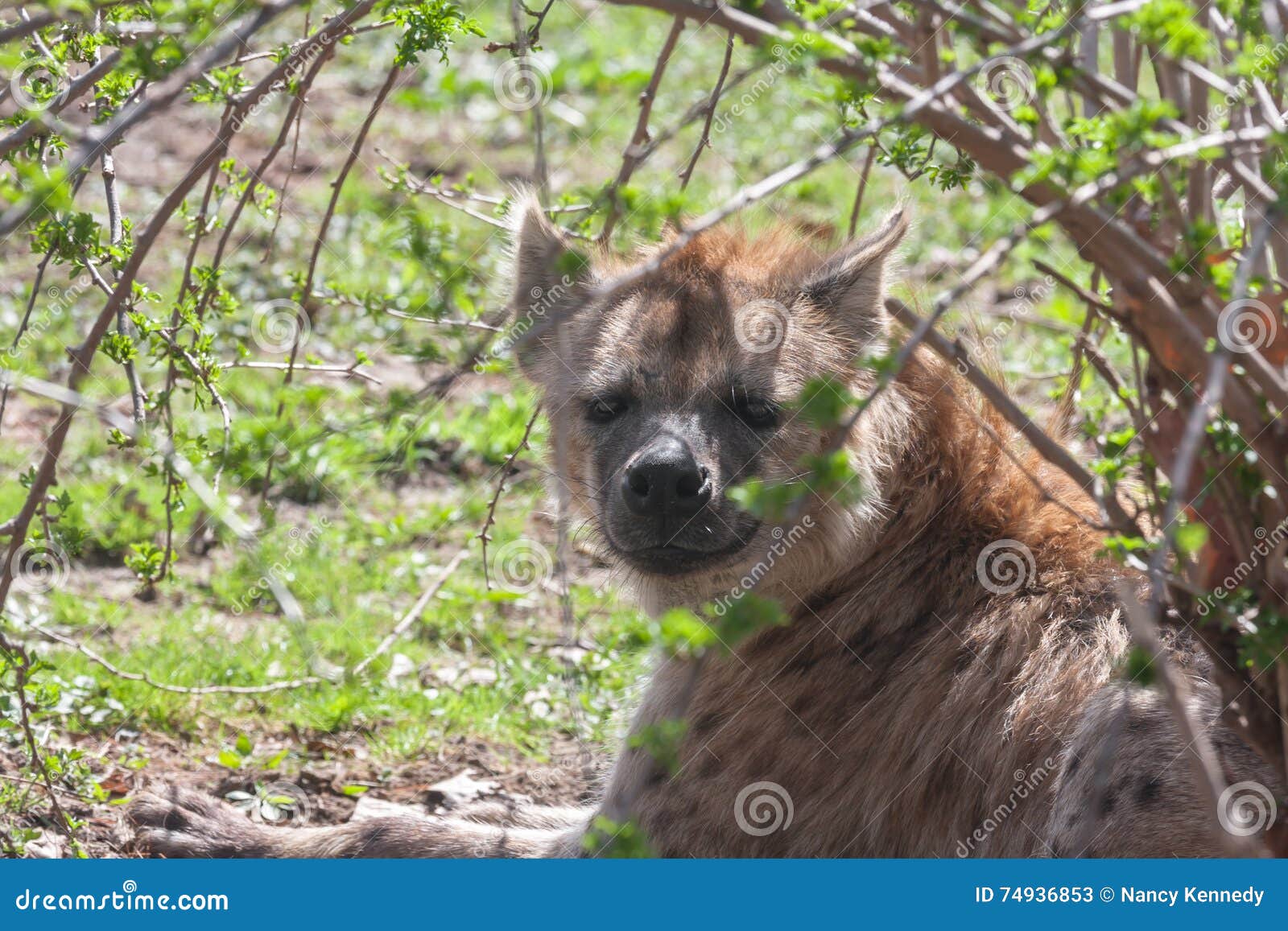 Hyena stock image. Image of intelligent, wild, resting - 74936853