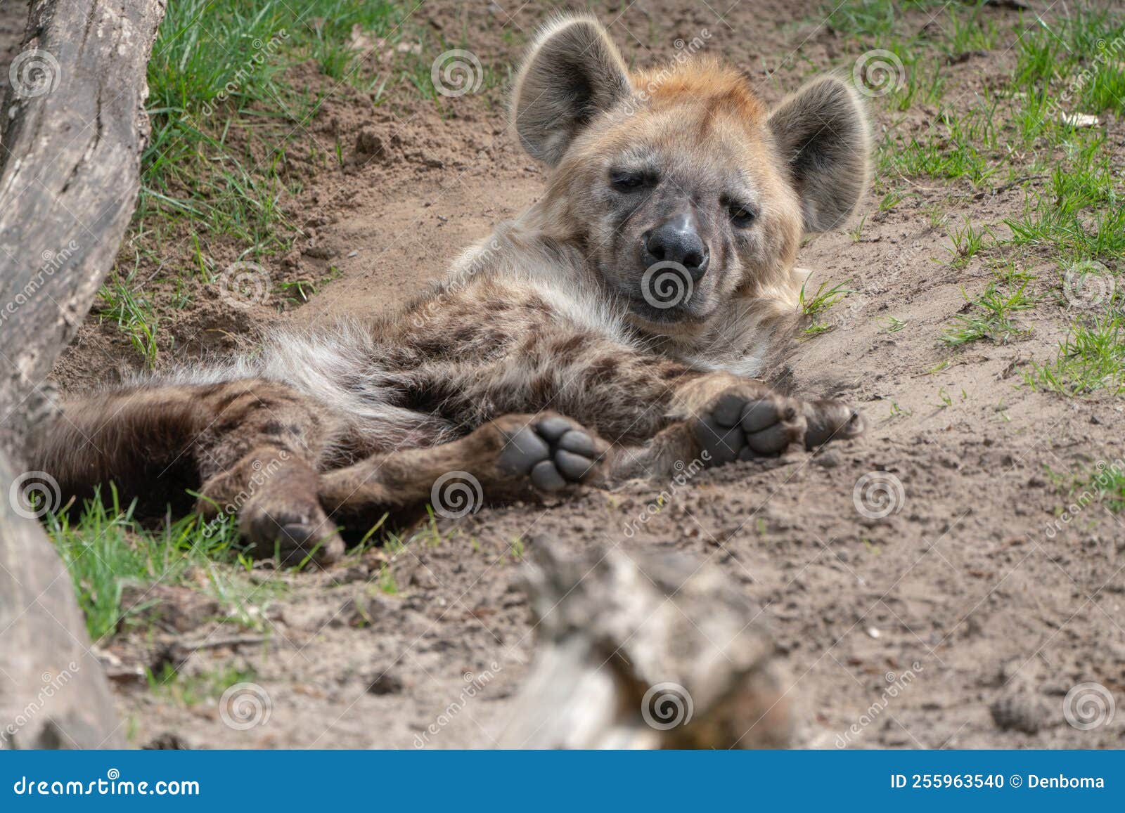Hyena in the sand stock photo. Image of hyenas, nature - 255963540