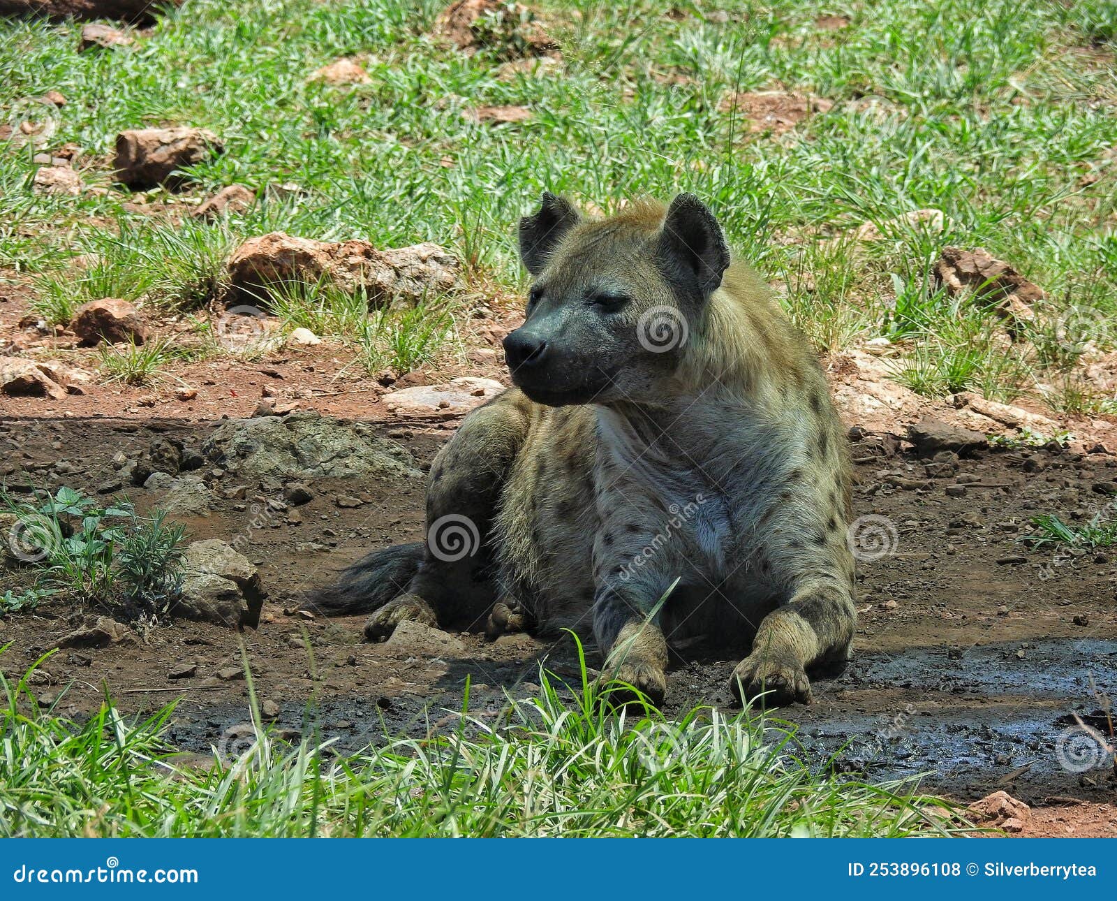 Hyena in the shade stock photo. Image of nature, safari - 253896108