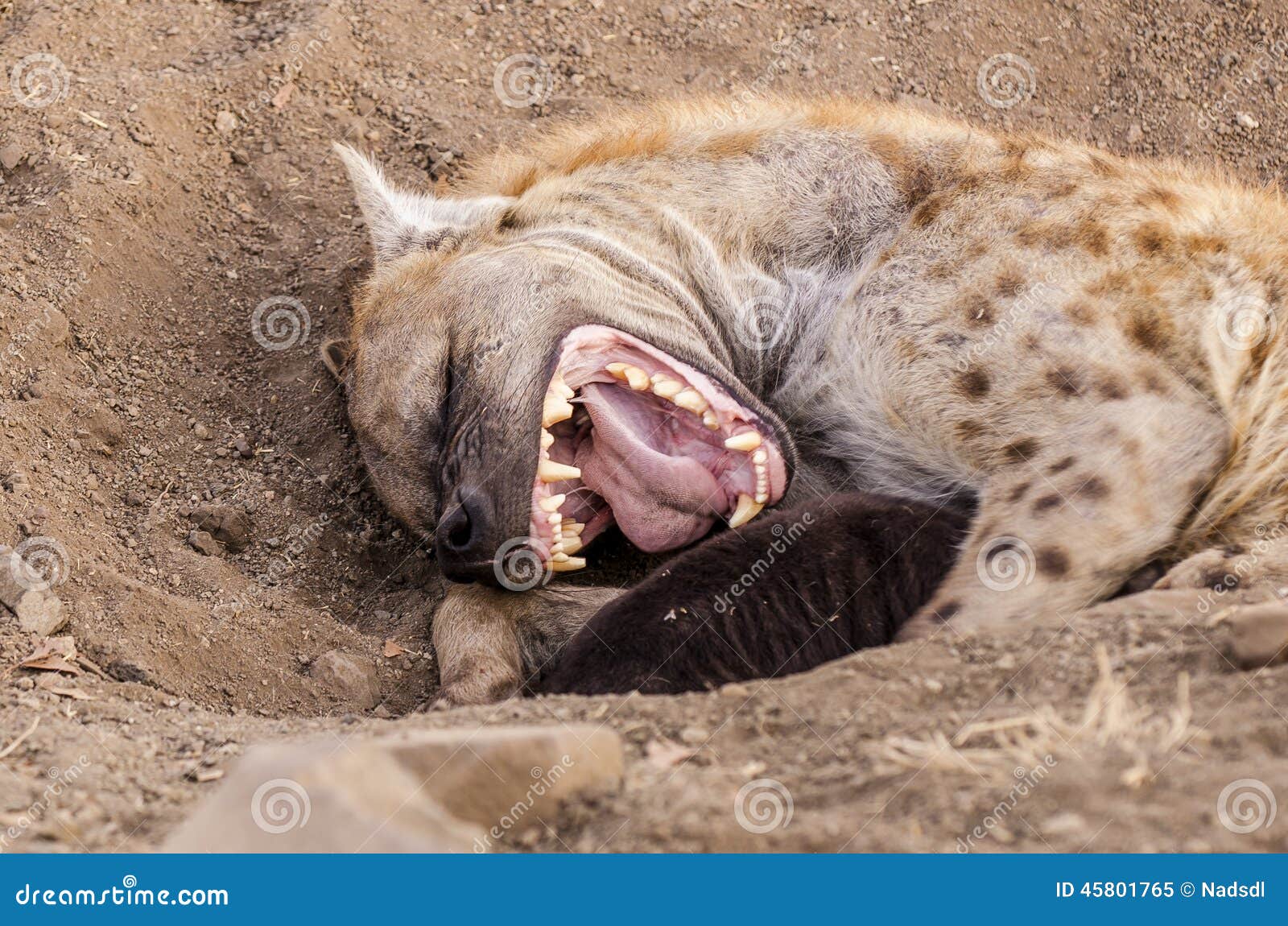 Hyena showing teeth stock image. Image of wild, predator - 45801765