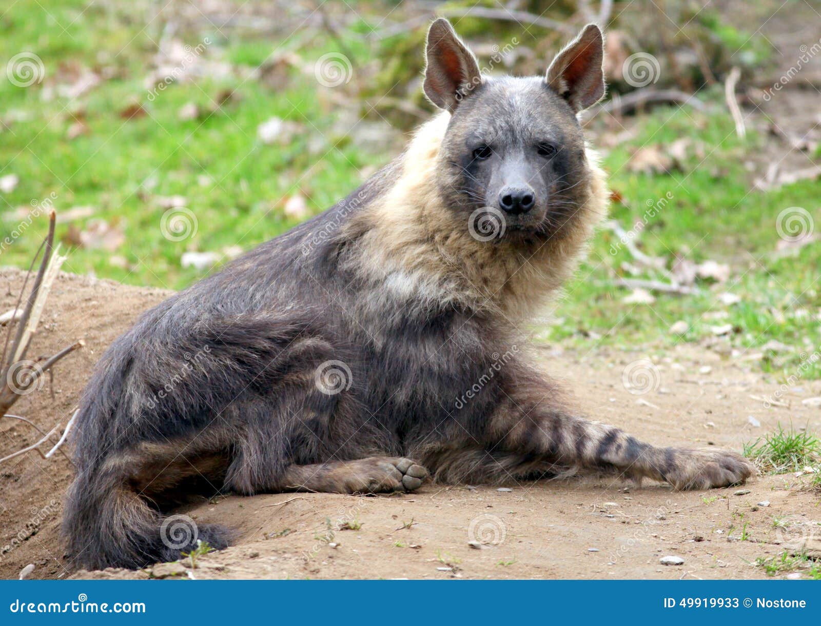 Hyena stock image. Image of vicious, hyaenidae, beast - 49919933