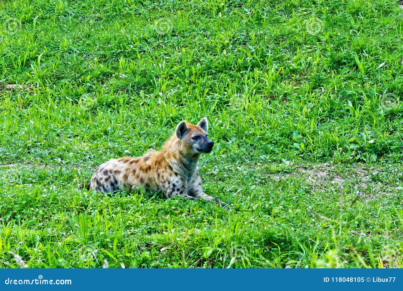 Hyena Sit Stock Photos - Free & Royalty-Free Stock Photos from Dreamstime