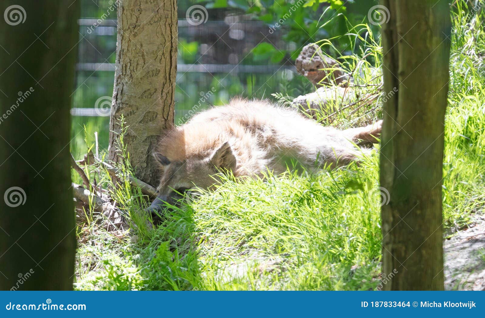 Hyena Sleeping, Lying in the Forest Stock Photo - Image of sleeping ...