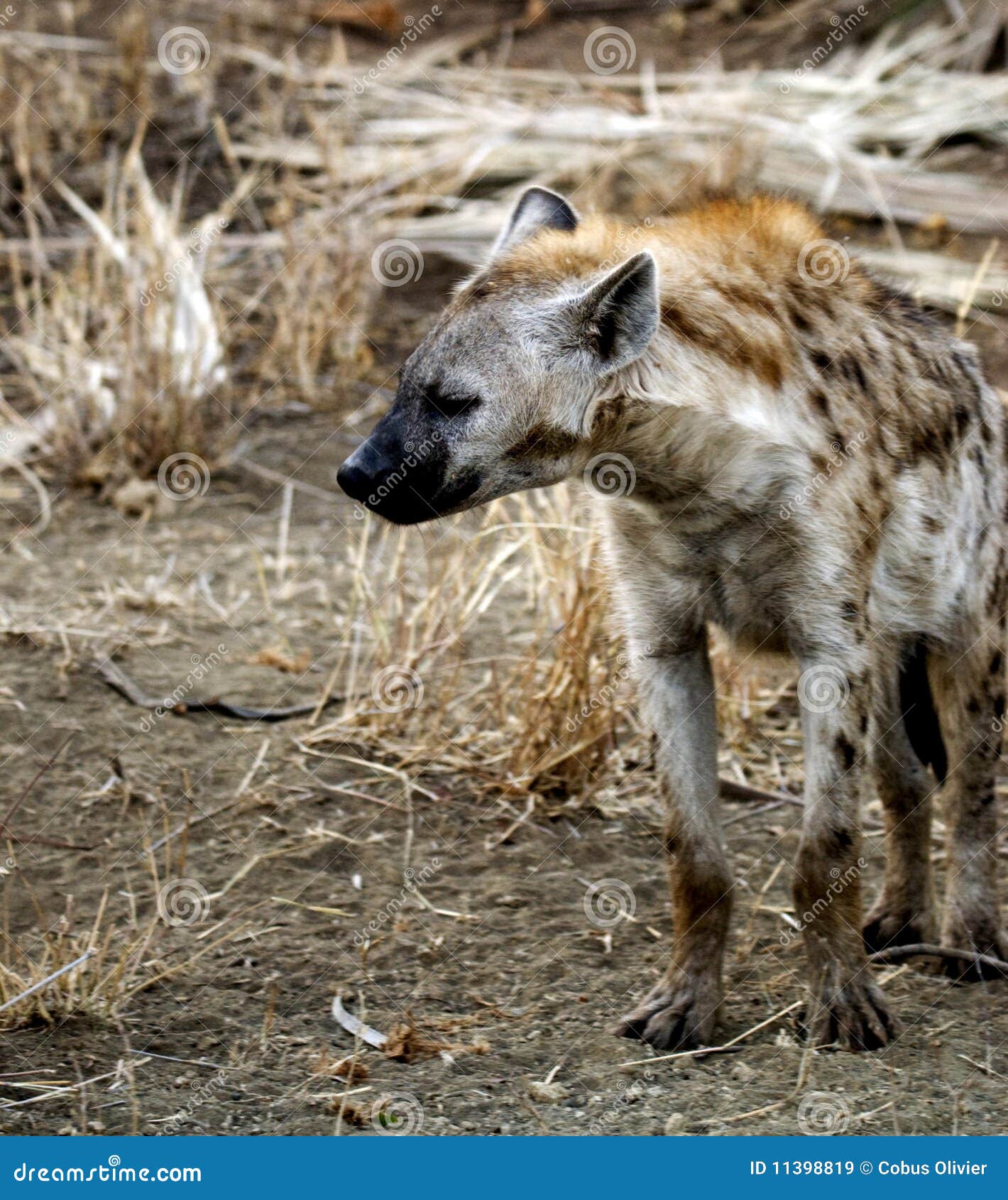 Hyena Sleeping on it S Feet. Stock Image - Image of hunter, mane: 11398819