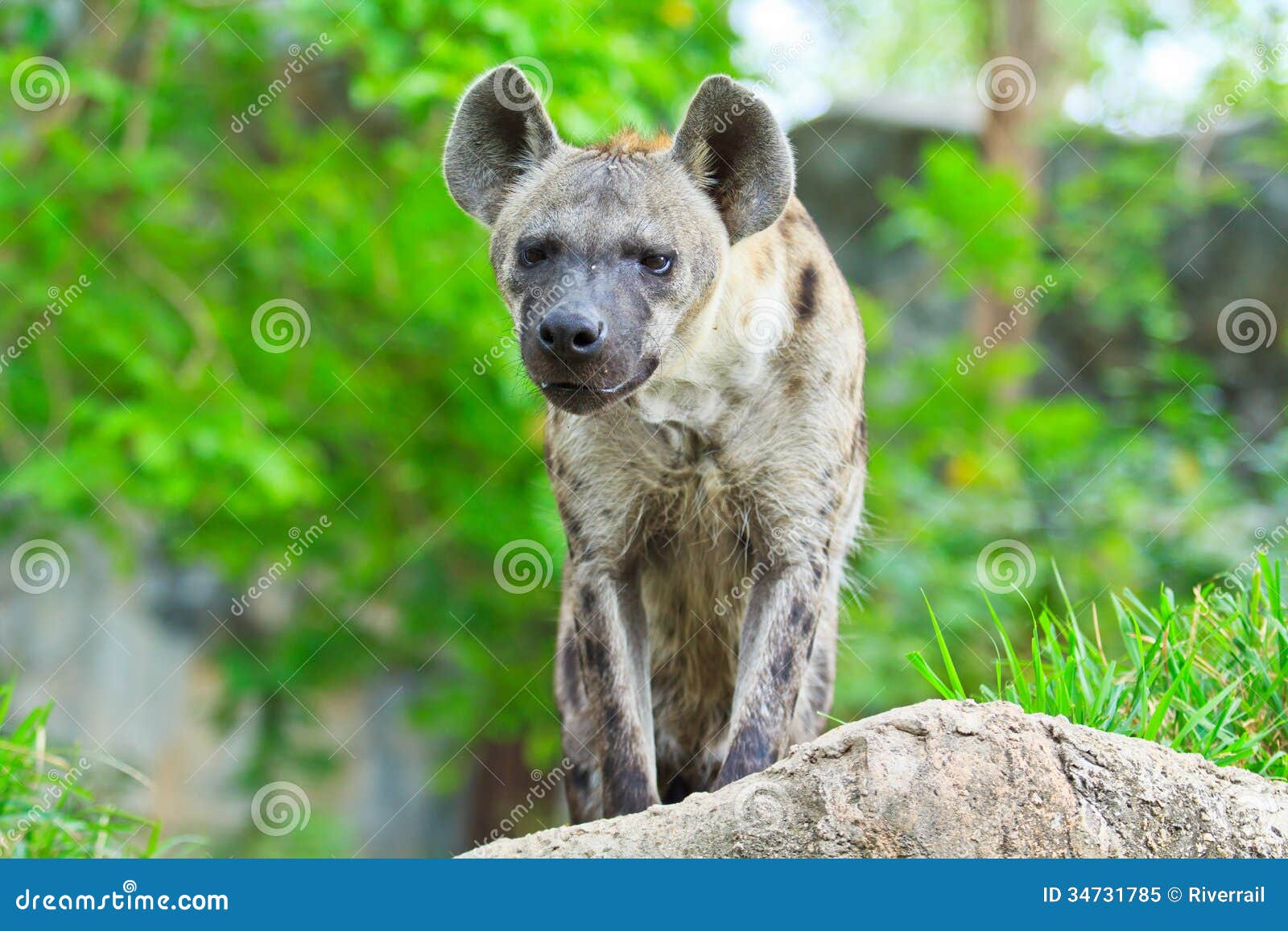 Hyena stock image. Image of scavenge, savanna, mane, reserve - 34731785