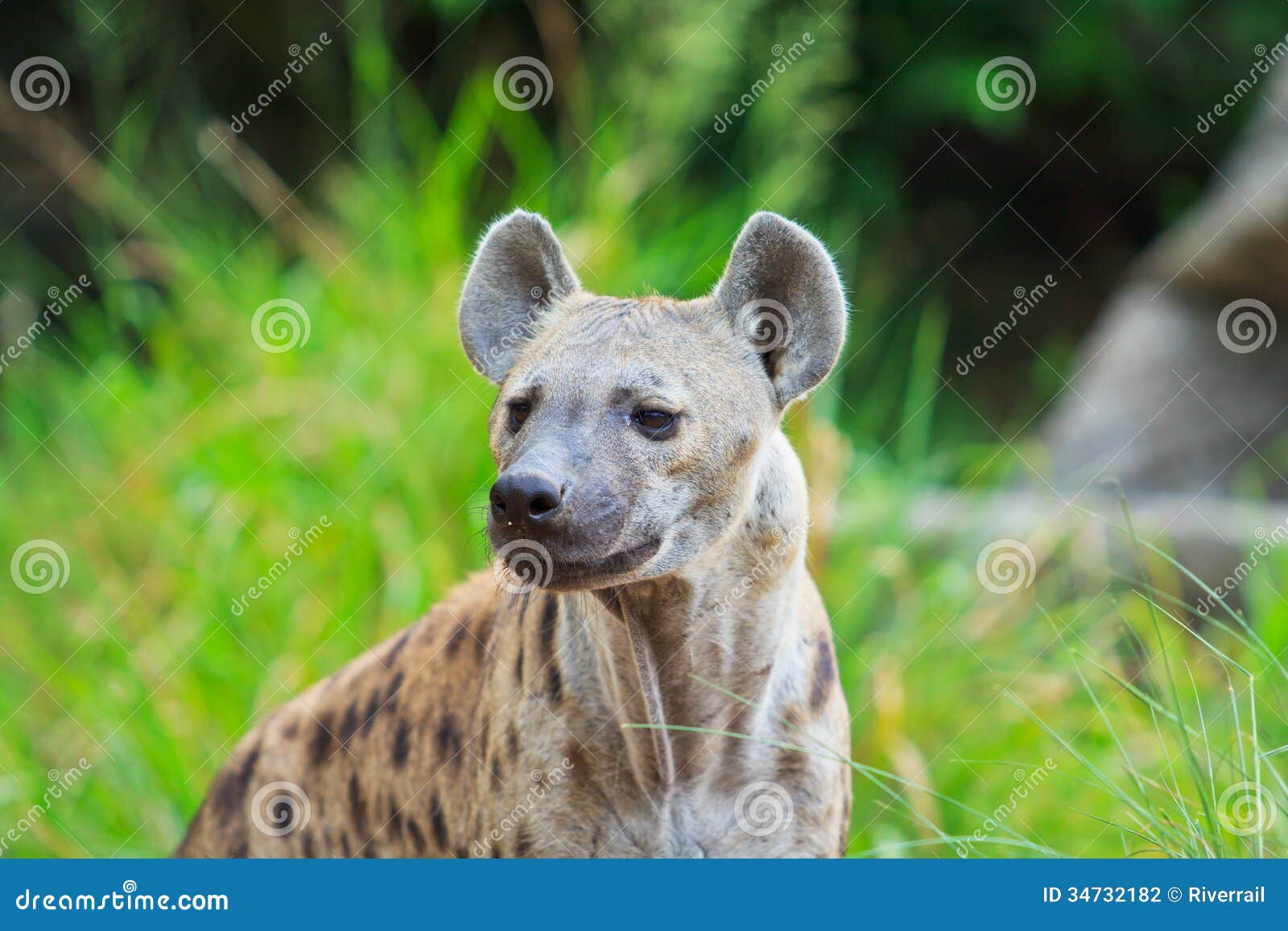 Hyena stock photo. Image of face, muzzle, nocturnal, nature - 34732182