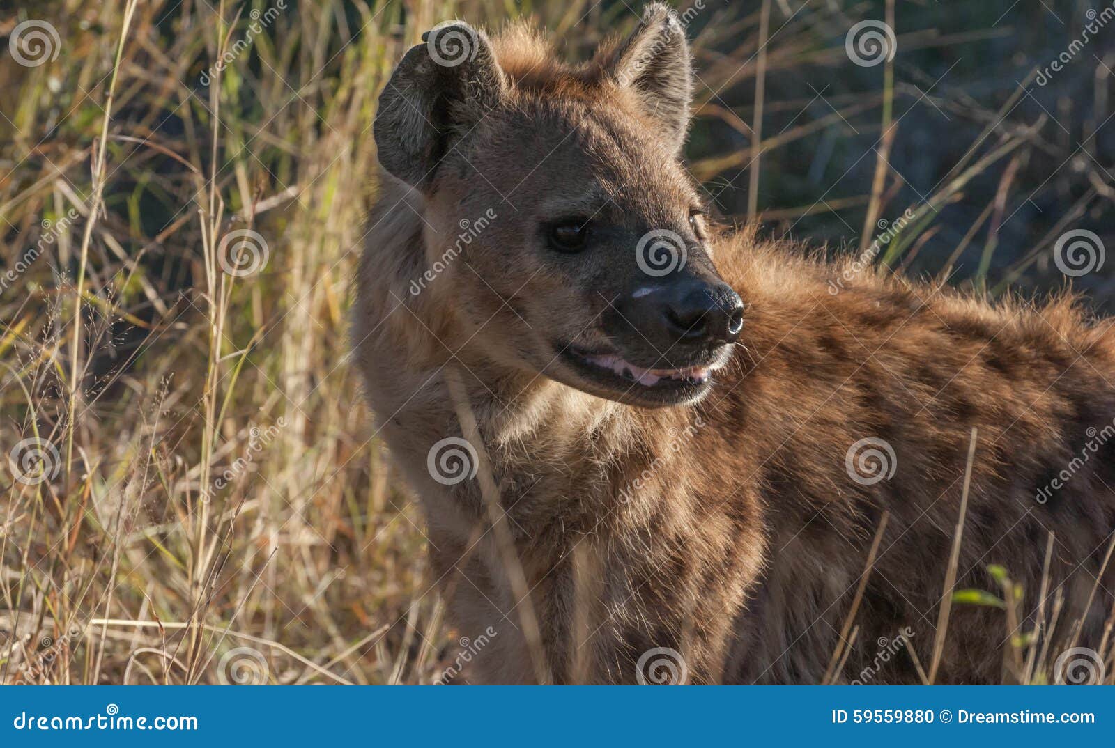 Hyena stock photo. Image of loving, small, spotted, living - 59559880