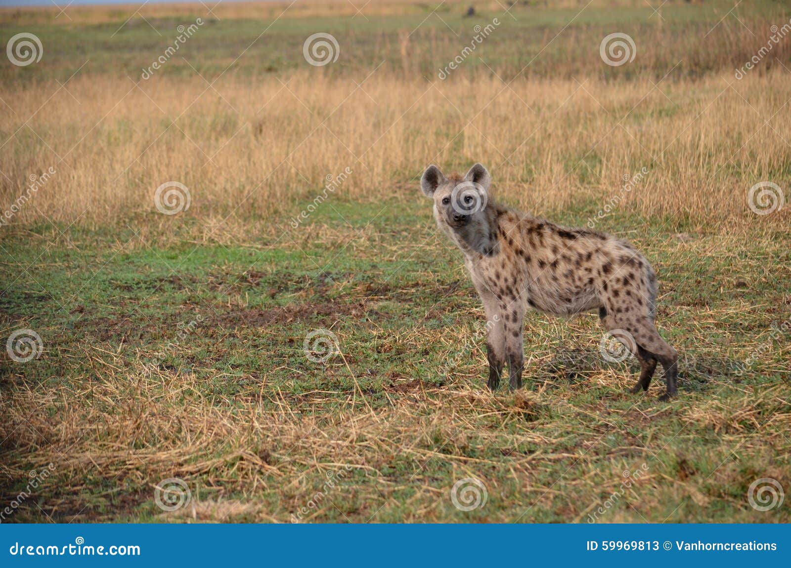 Hyena standing stock image. Image of southern, hunter - 59969813