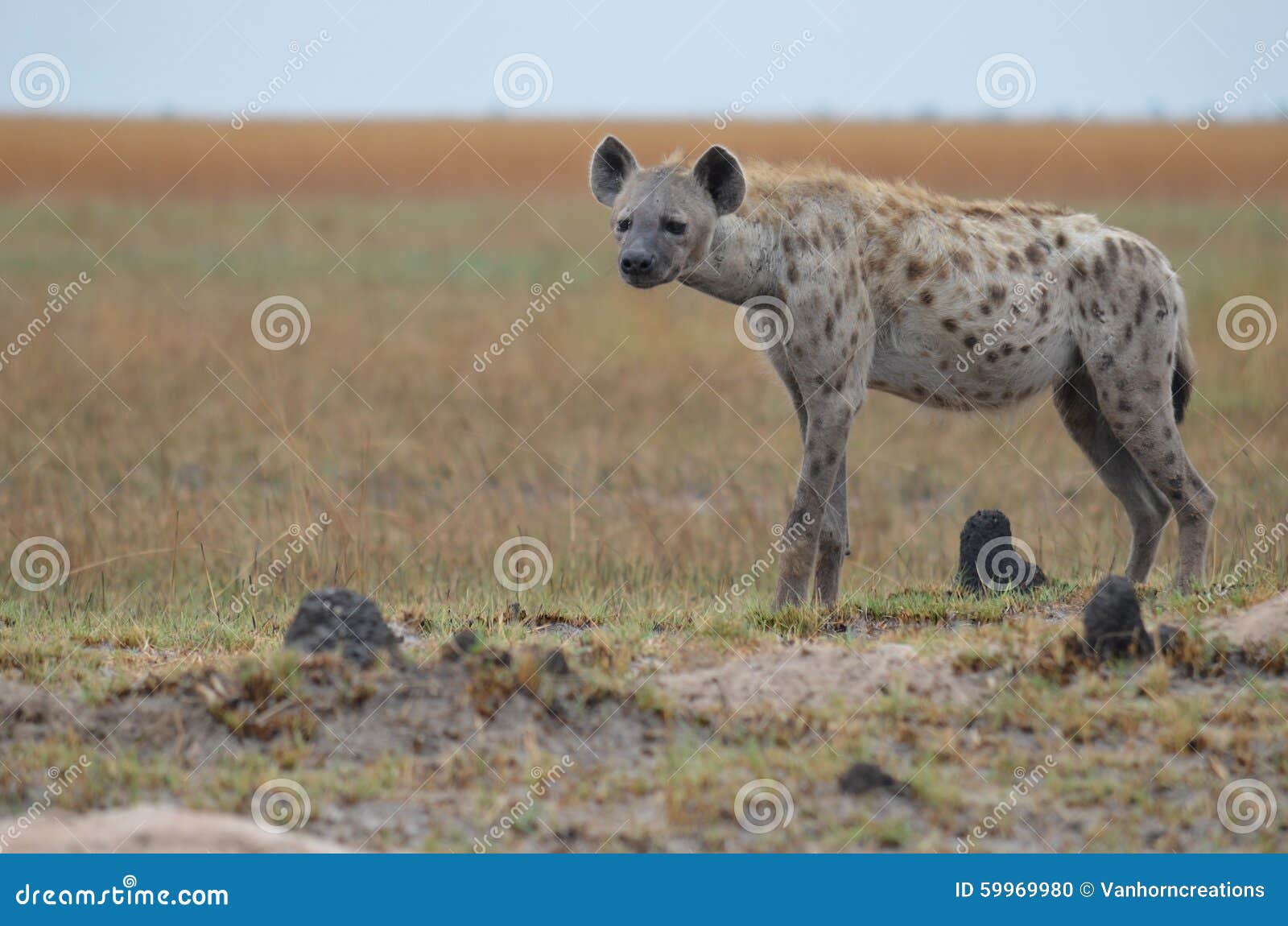 Hyena standing stock photo. Image of carnivore, outdoor - 59969980