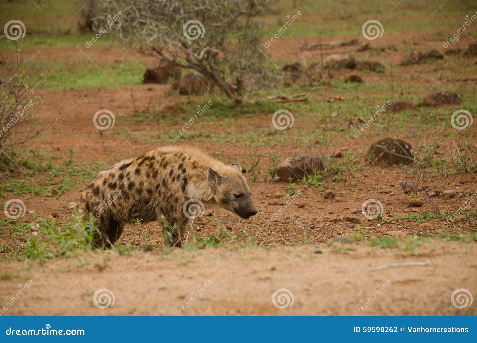 Hyena standing stock photo. Image of crocuta, carnivore - 59590262