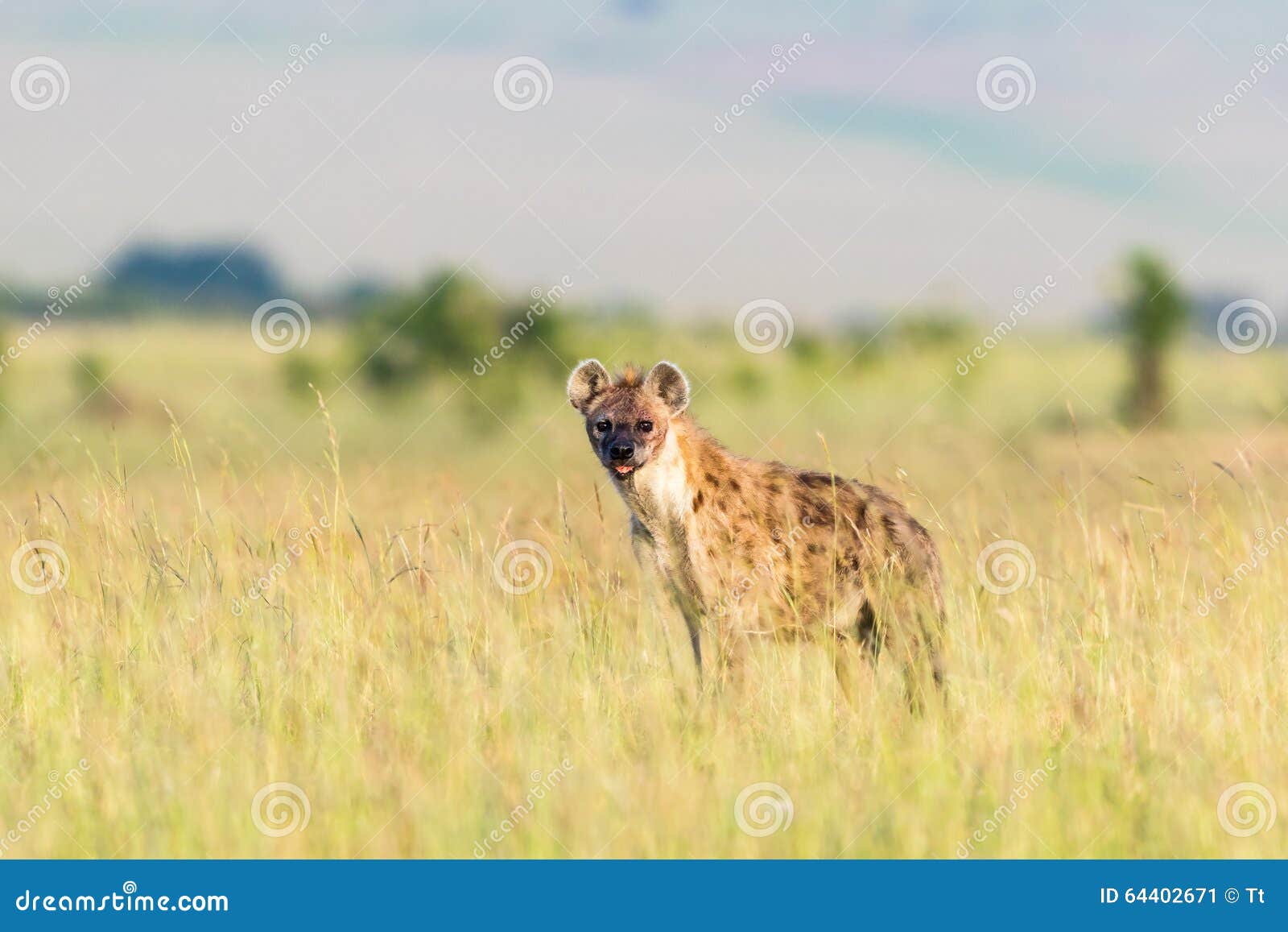 Hyena Standing and Watching Stock Image - Image of wildlife, animals ...