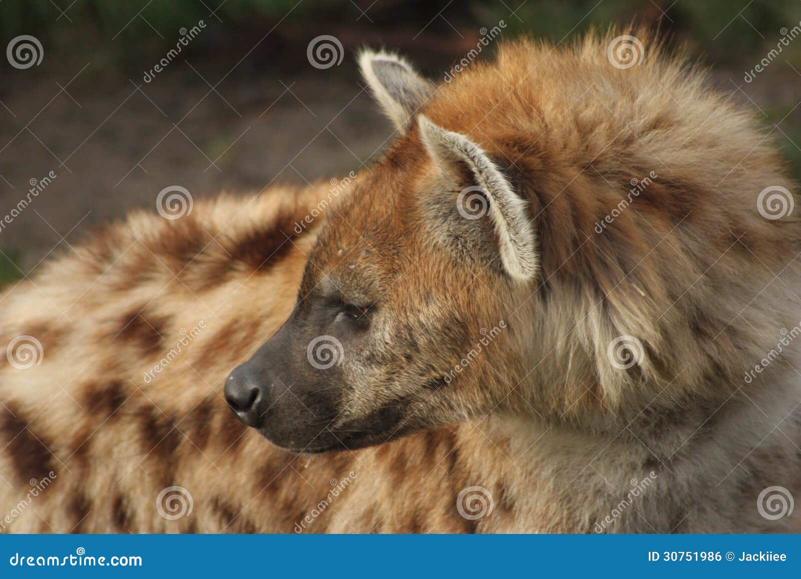 Hyena stock photo. Image of hond, blik, wild, nose, hairy - 30751986