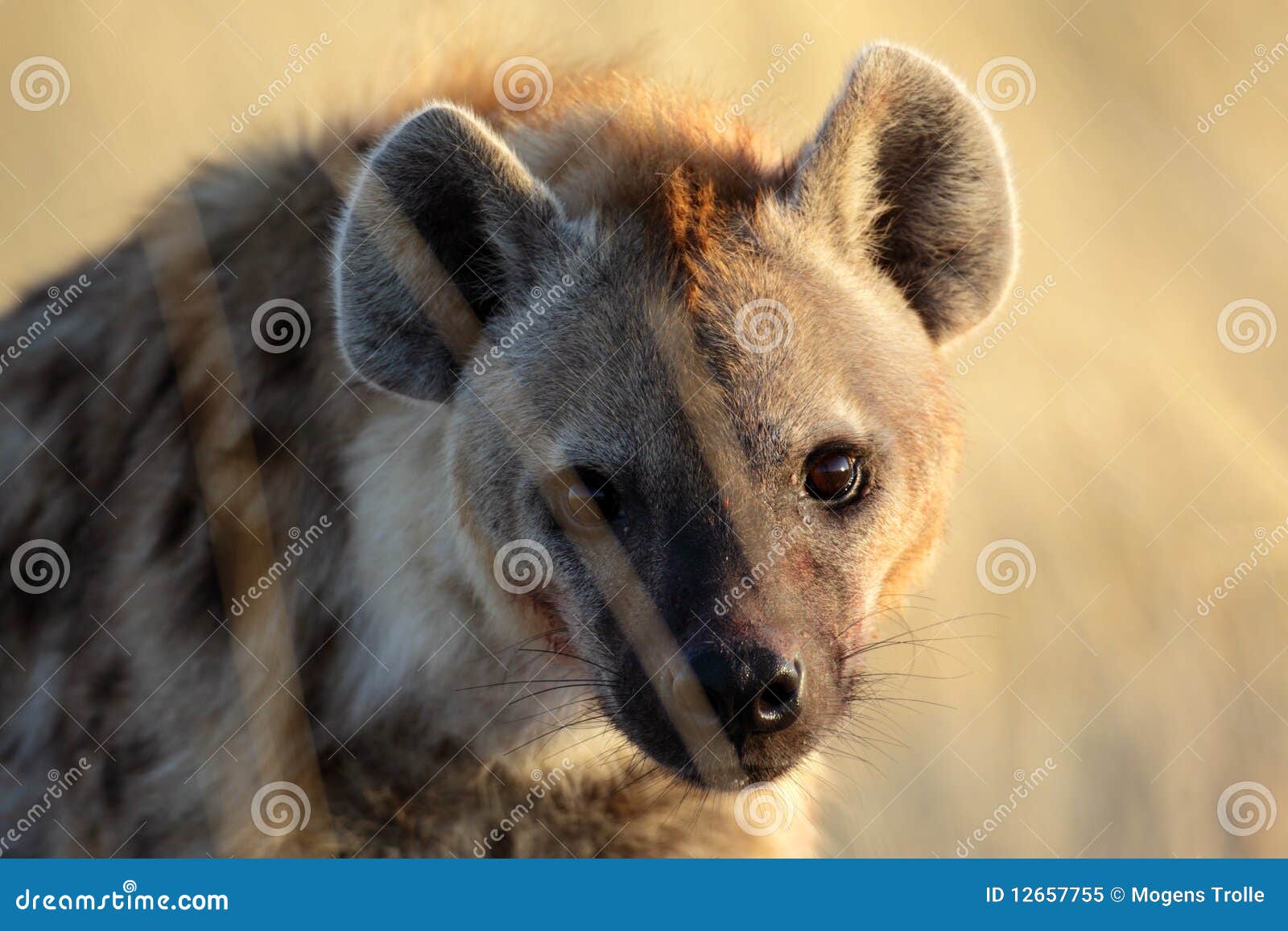 Hyena with Sunrise Reflection in Its Eye Stock Image - Image of rise ...