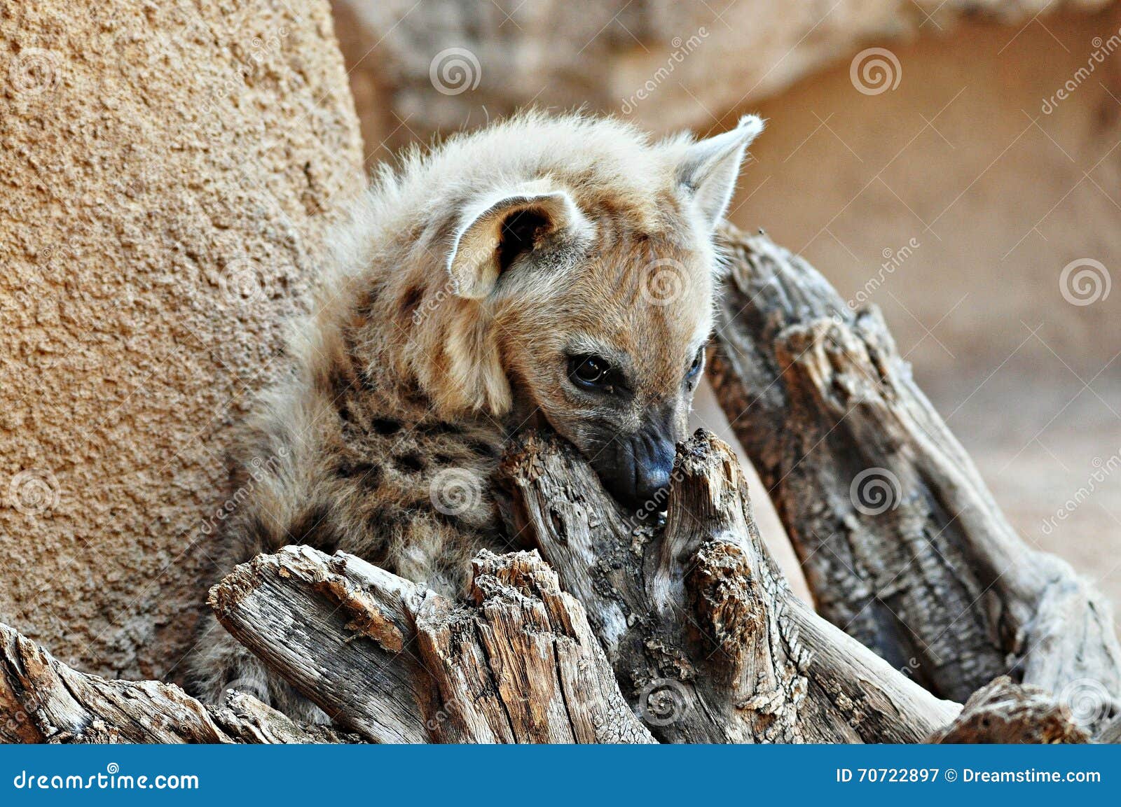Hyena in a tree stock image. Image of hyenas, arbol, tree - 70722897