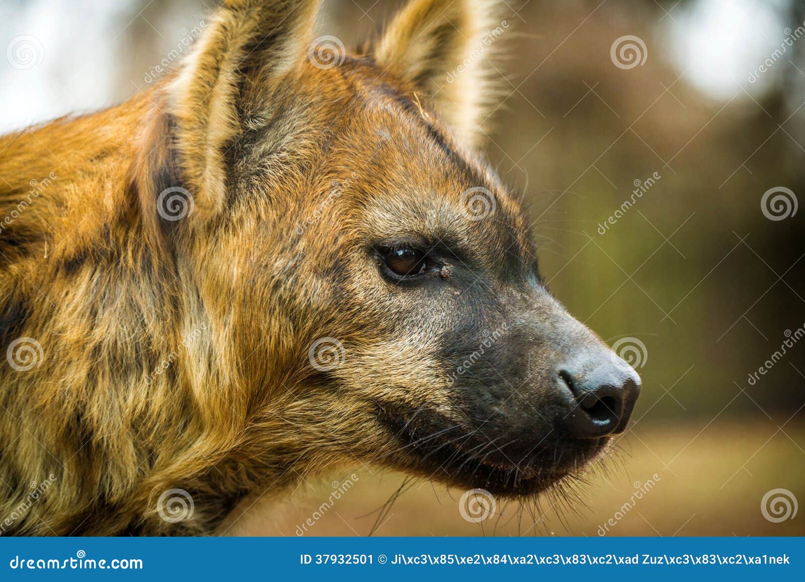 Hyena stock image. Image of natural, zambia, ferocious - 37932501