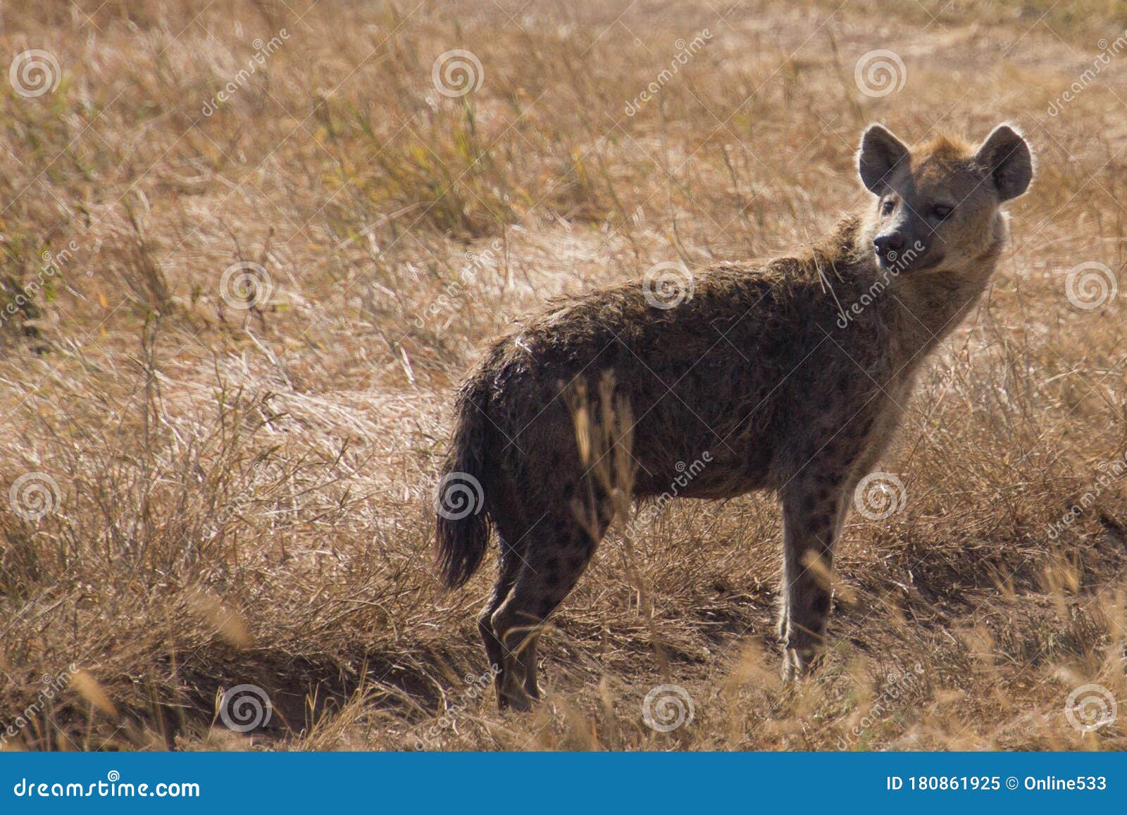 Hyena Walking Around in the Steppe and Looking Back Stock Image - Image ...