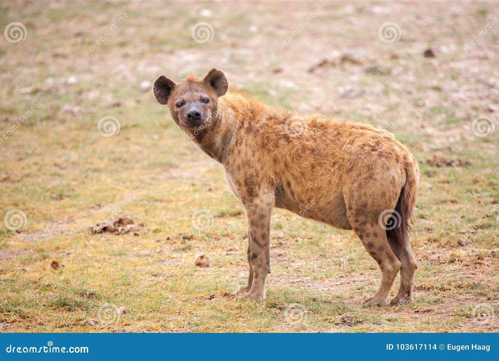 Hyena is Watching, on Safari in Kenya Stock Photo - Image of mammal ...