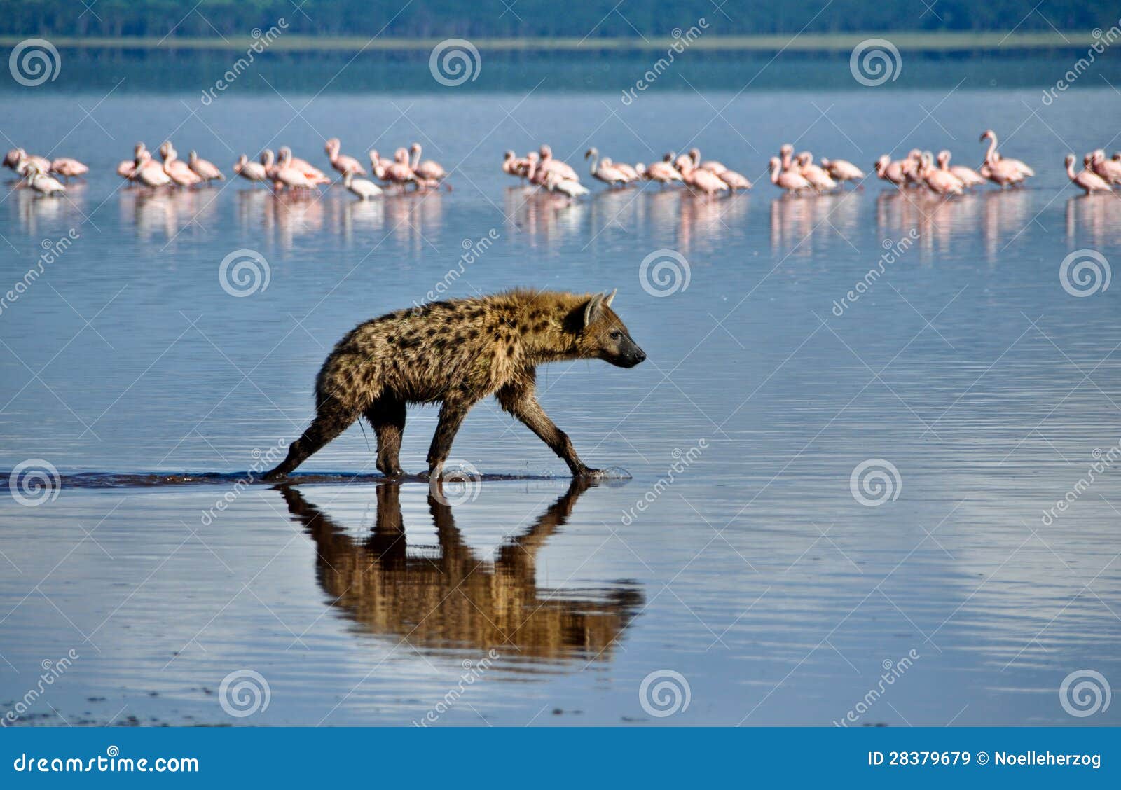 Hyena in the Water stock image. Image of ruaha, flamingo - 28379679