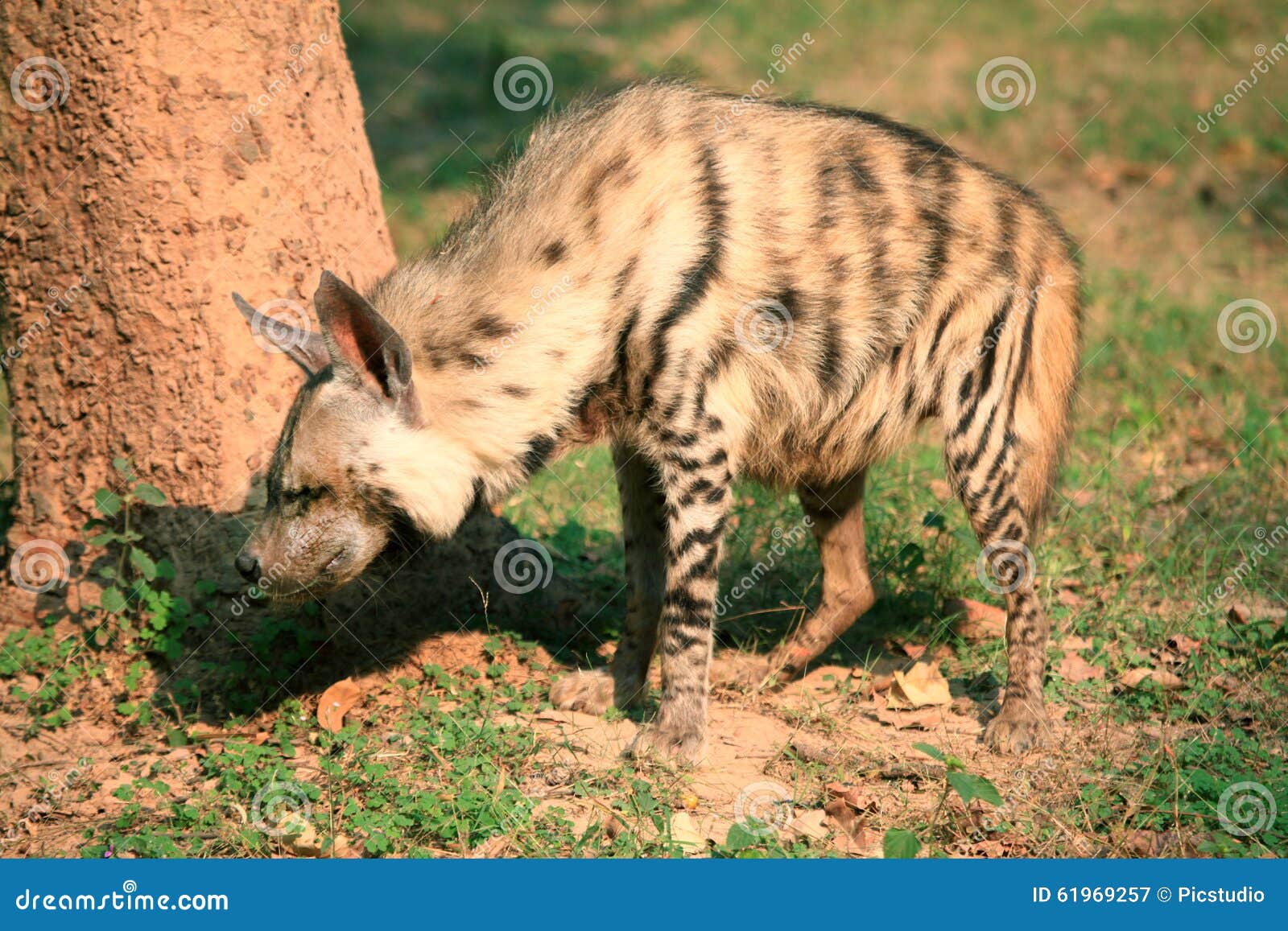 Hyena stock image. Image of close, strong, wild, hyaena - 61969257