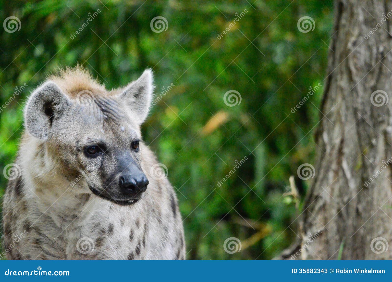 Hyena 201312 stock image. Image of stare, hyena, leaf - 35882343
