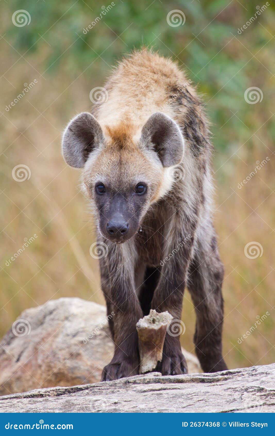 Eyes Nose Spotted Hyena Stock Photos - Free & Royalty-Free Stock Photos ...