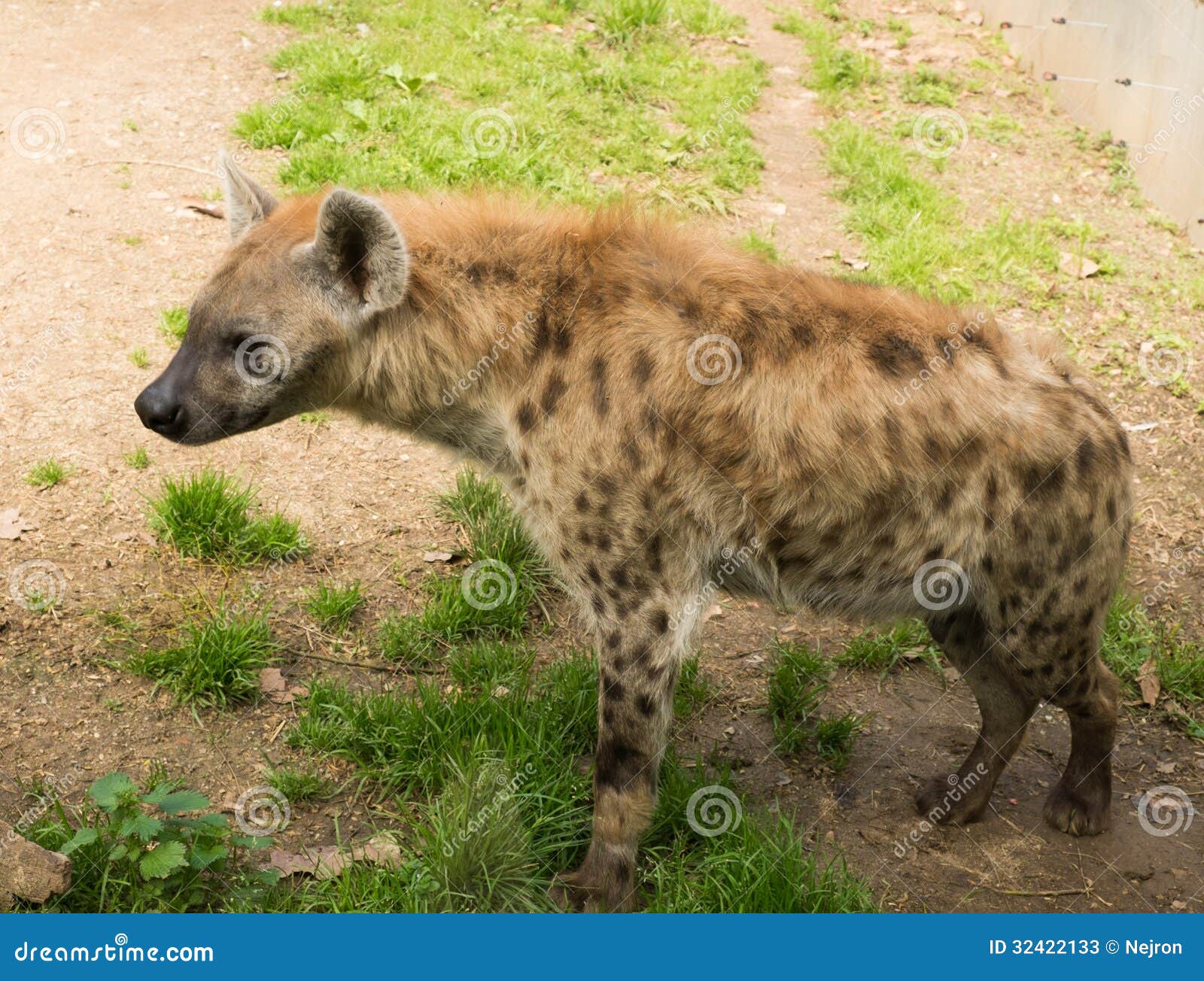 Hyena in a zoo stock image. Image of stare, shot, scavenger - 32422133