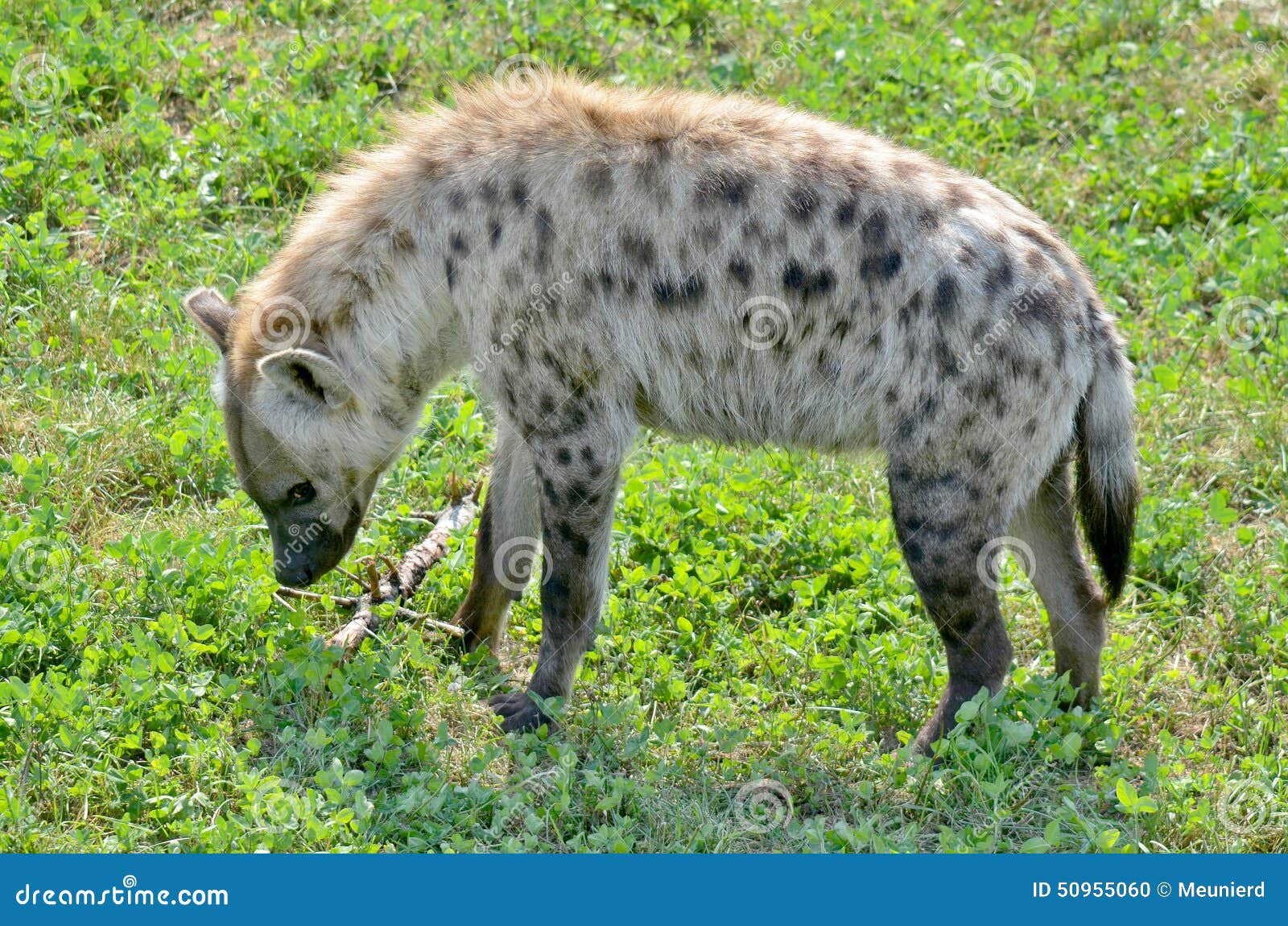 Feliform Suborder Stock Photos - Free & Royalty-Free Stock Photos from ...