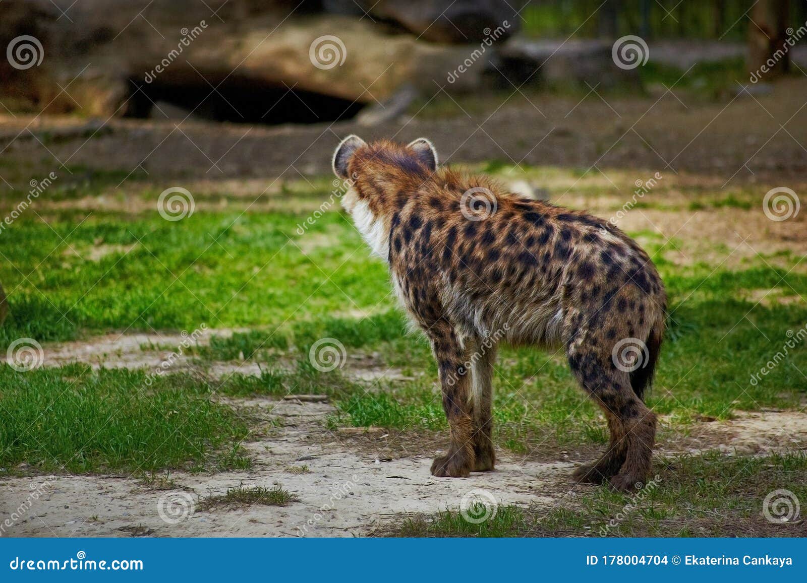 Hyenas back staying stock photo. Image of south, kruger - 178004704