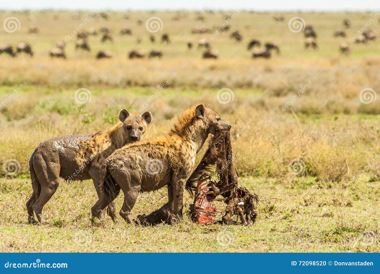 Hyenas with a kill stock photo. Image of female, natural - 72098520