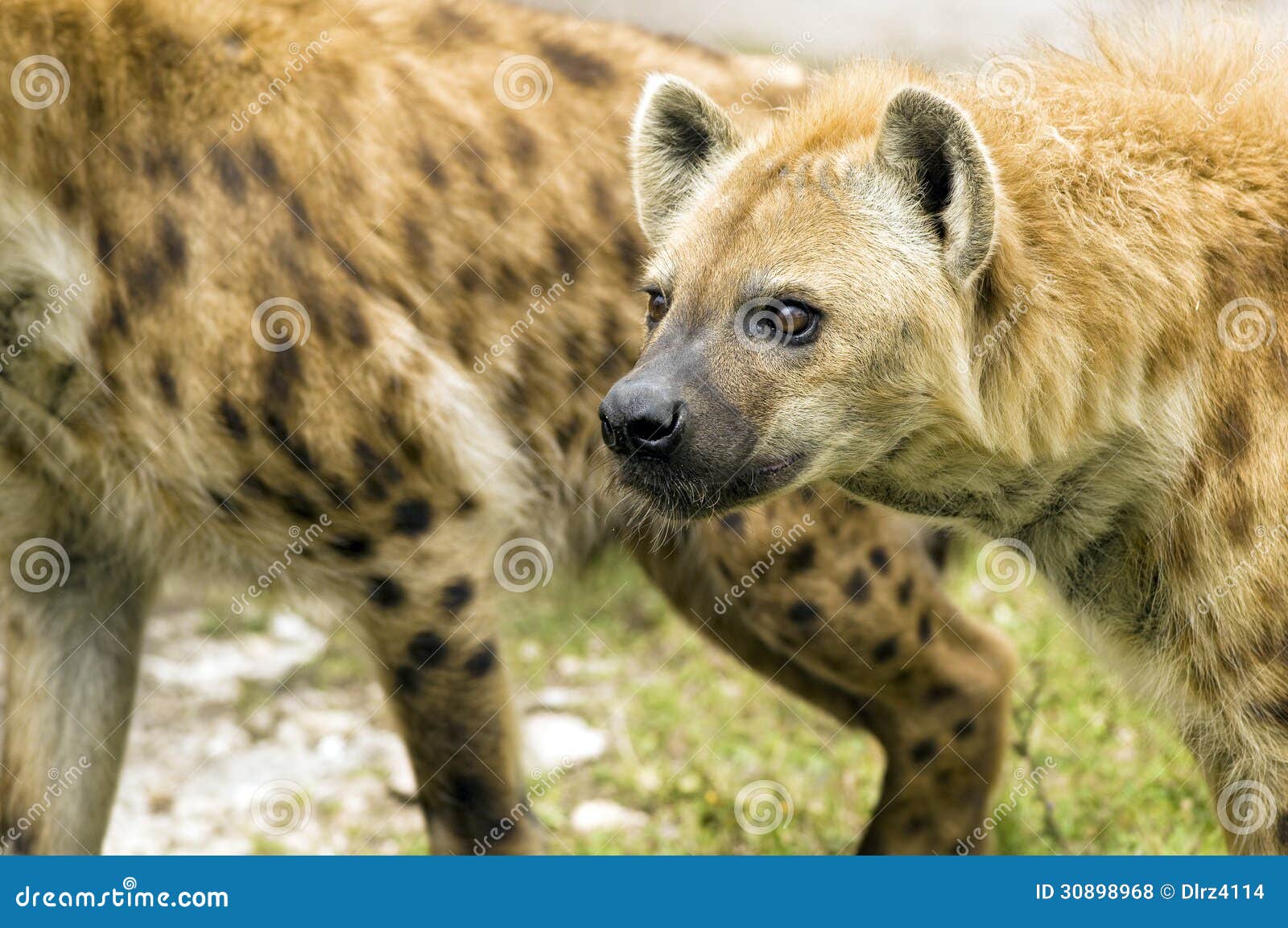Hyenas Ready Stock Photos - Free & Royalty-Free Stock Photos from ...