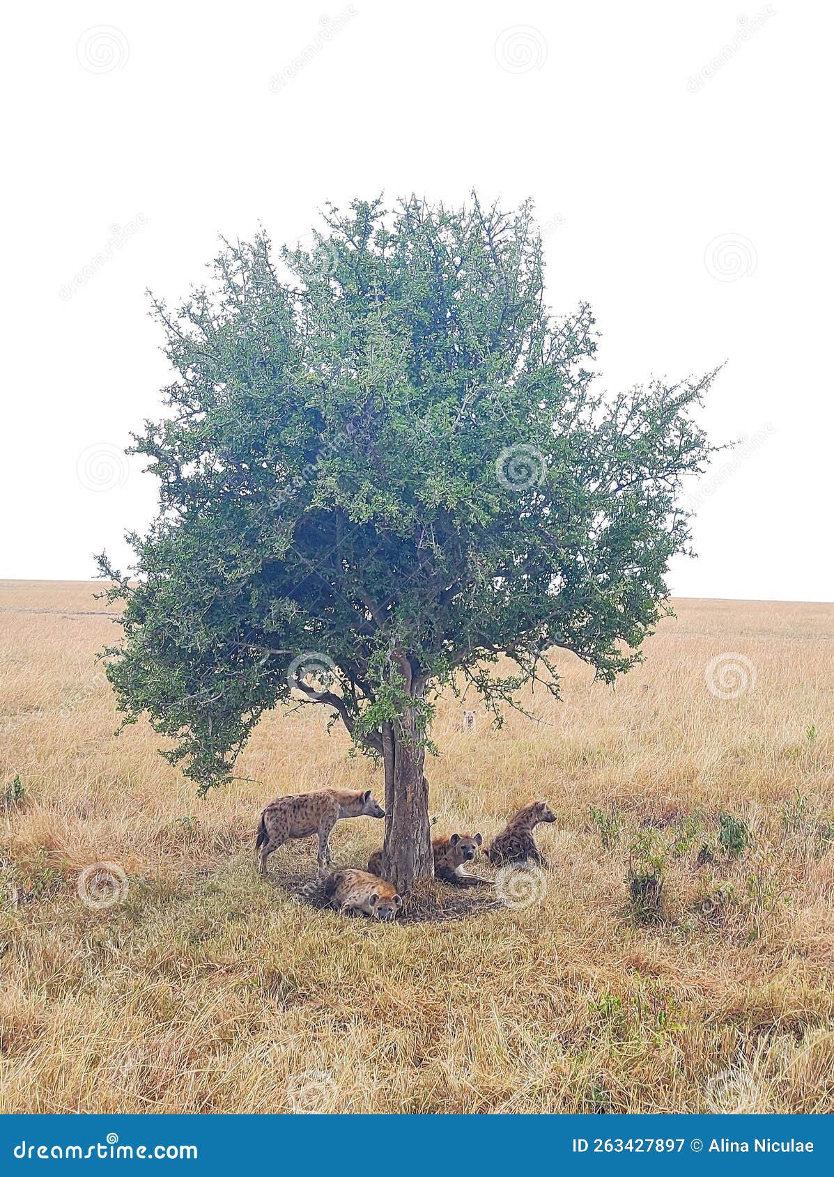Hyenas Under Tree in the African Savannah Stock Image - Image of tree ...