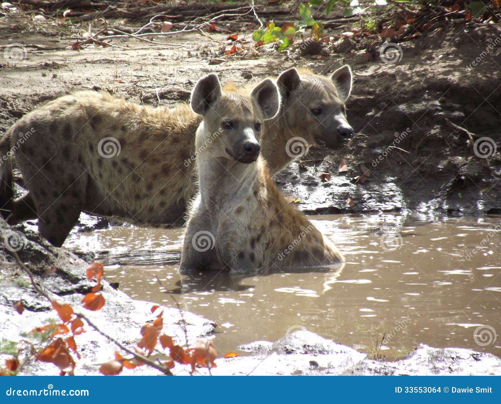 Hyenor arkivfoto. Bild av djurliv, ryenas, natur, leka - 33553064