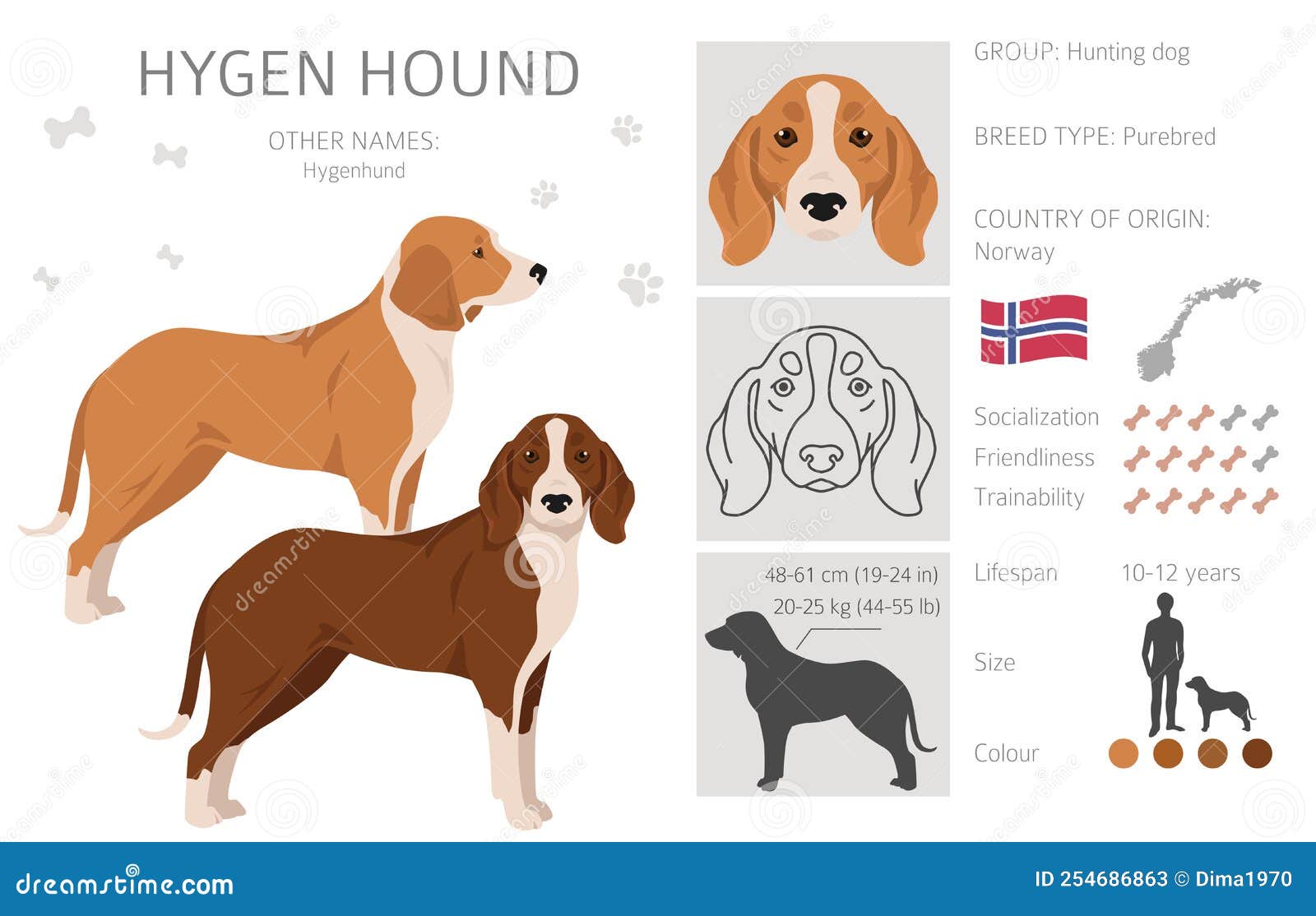 Hygen Hound Clipart. Different Poses, Coat Colors Set Stock Vector ...