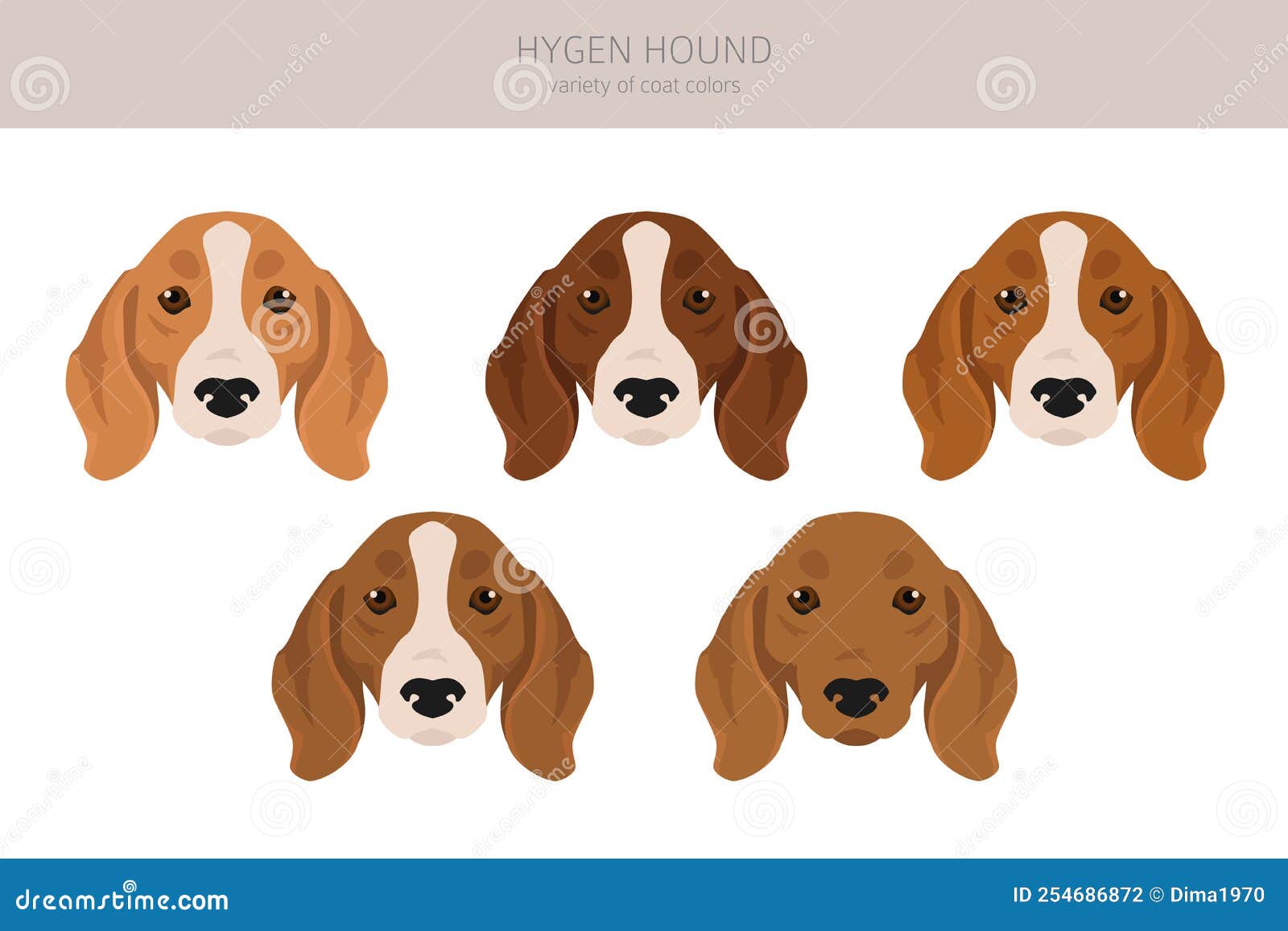 Hygen Hound Clipart. Different Poses, Coat Colors Set Stock Vector ...