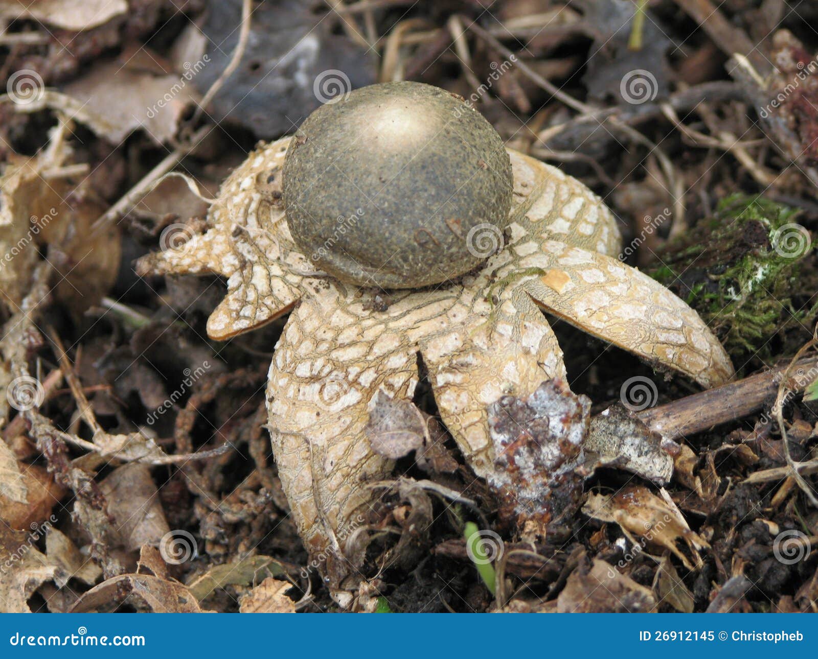 Hygroscopic Earthstar (Astraeus Hygrometricus) Stock Image - Image of ...