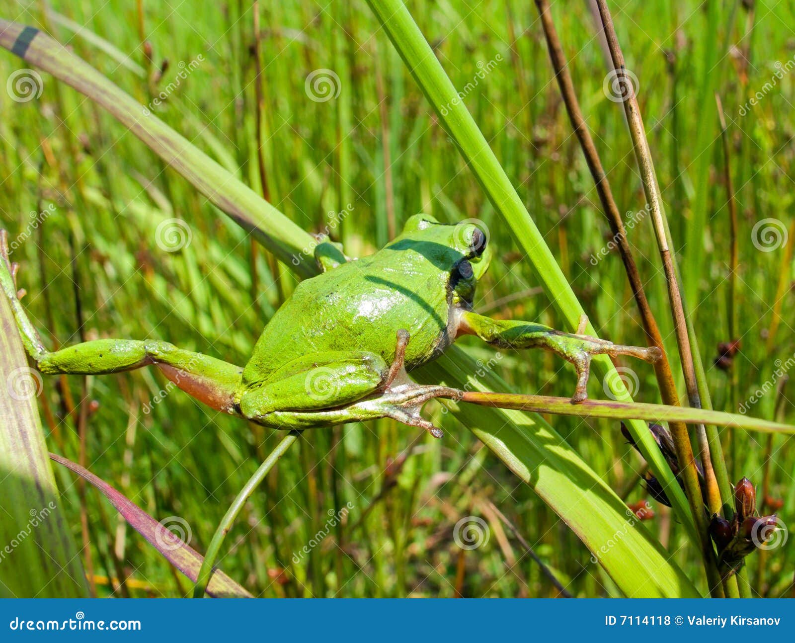 Hyla 13 stock photo. Image of cute, anura, mouth, amphibians - 7114118