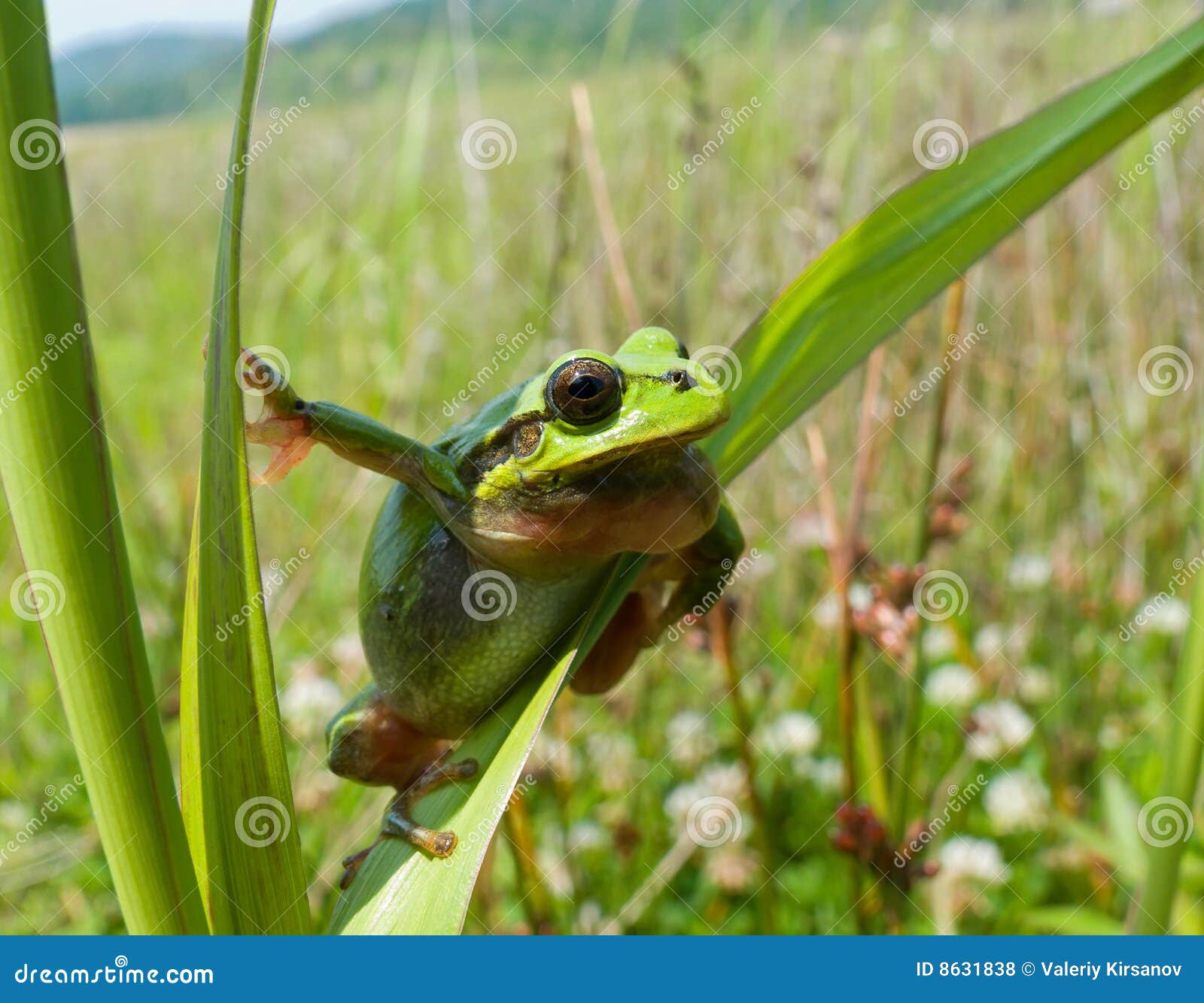 Hyla 14 stock photo. Image of anuran, leap, animals, jump - 8631838