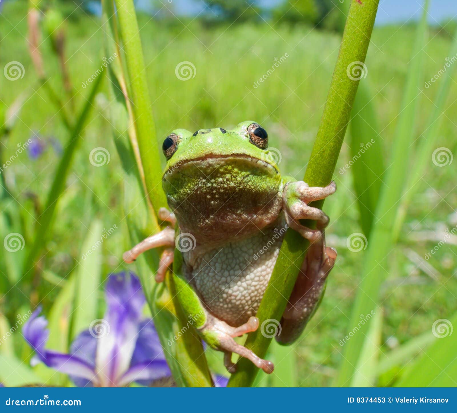 Hyla stock image. Image of hyla, jumper, grass, leap, nature - 8374453