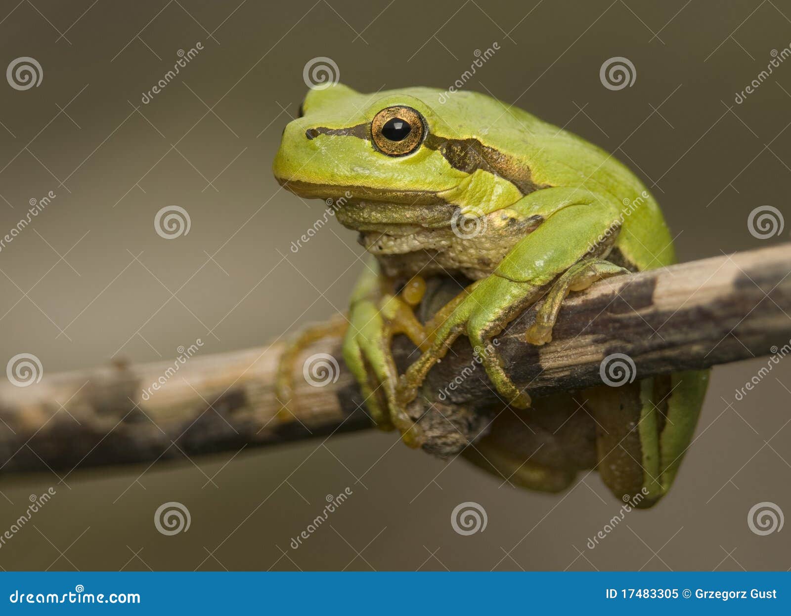 Hyla arborea stock image. Image of beautiful, nature - 17483305