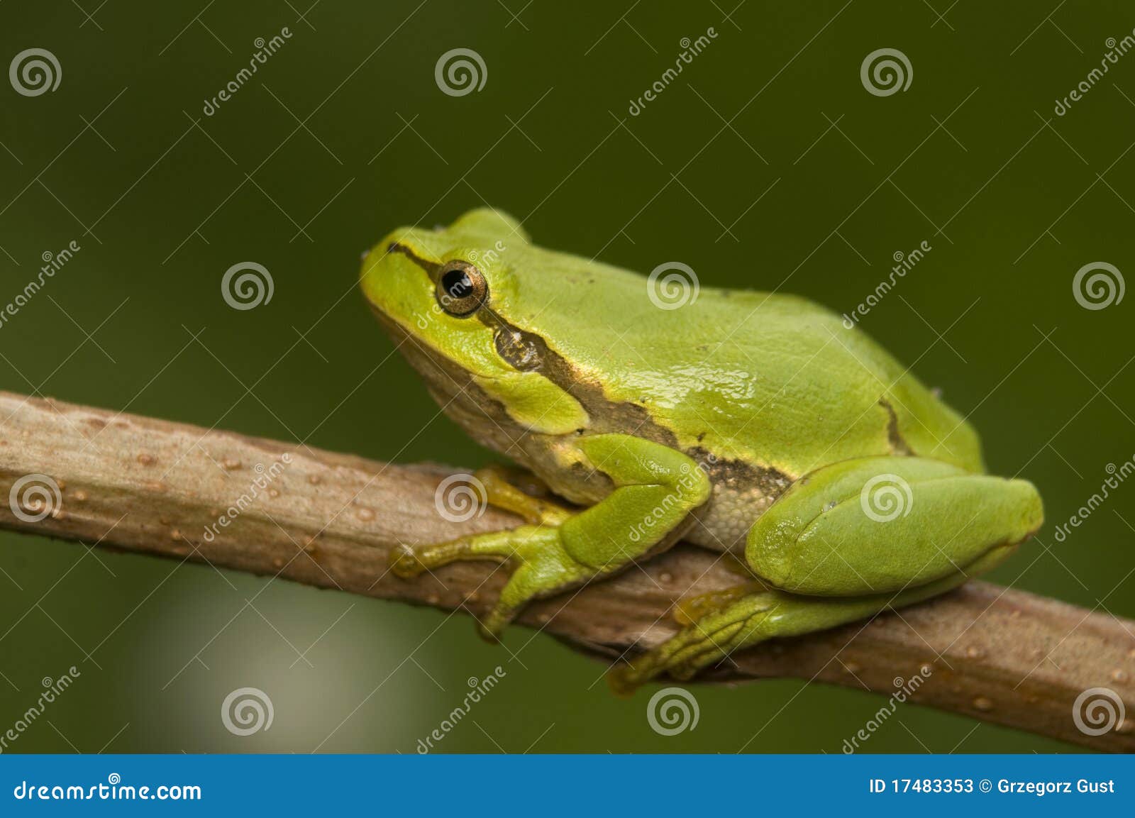 Hyla arborea stock image. Image of leaf, macro, wood - 17483353