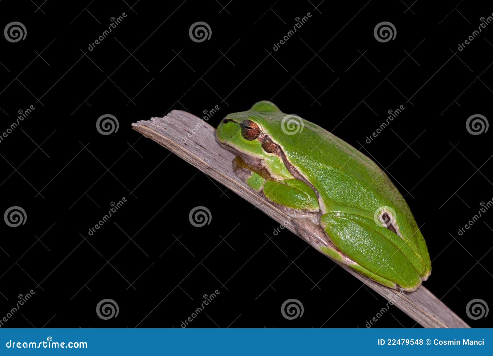 Hyla arborea stock photo. Image of hyla, animal, wild - 22479548